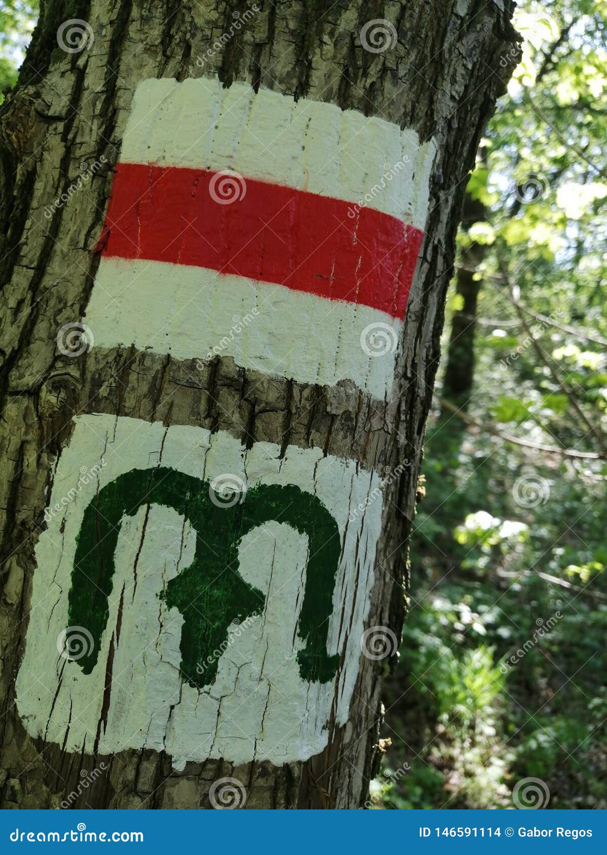Painted Symbols on a Tree in the Forest Stock Photo - Image of simbols ...