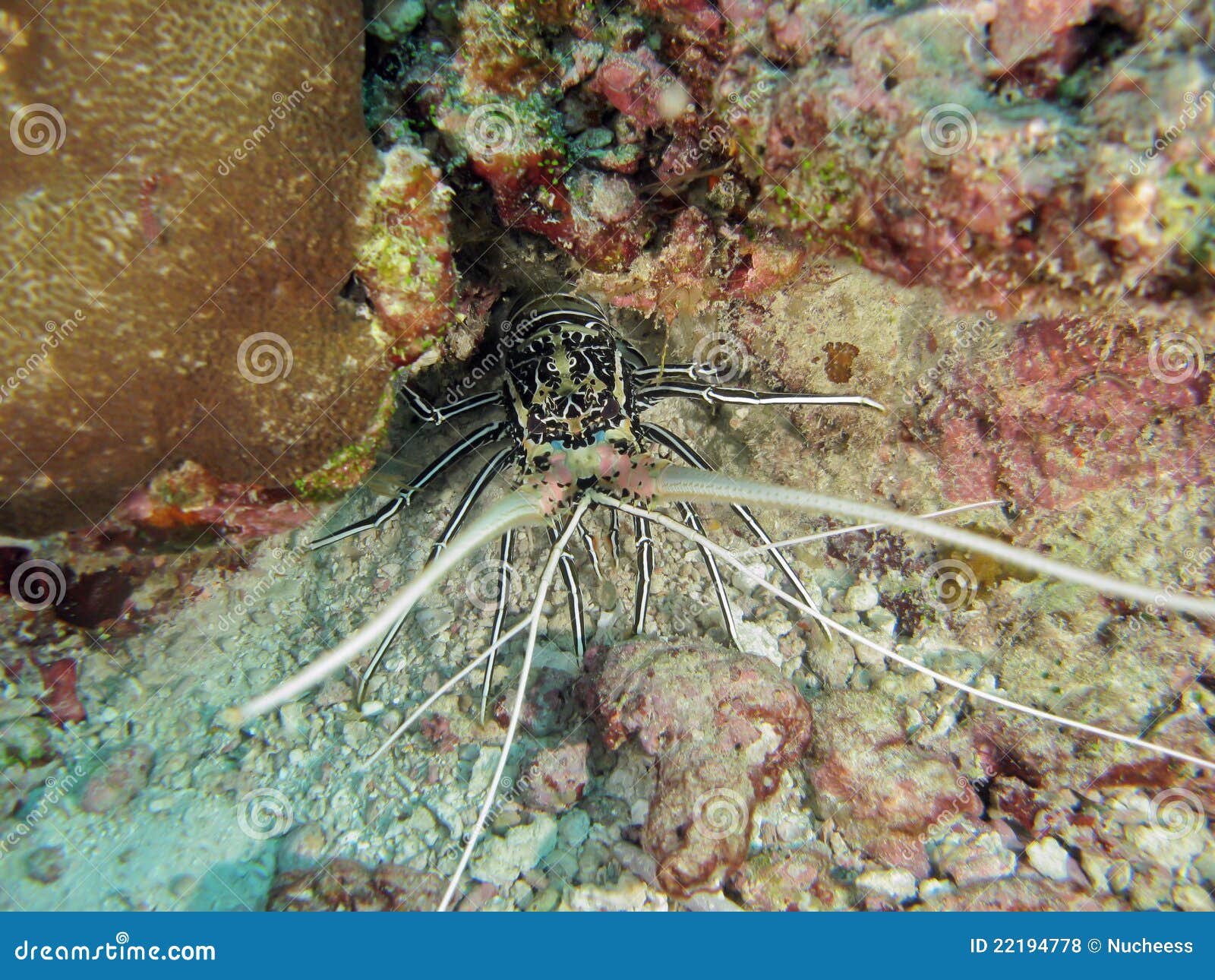 Painted Spiny Lobster stock photo. Image of maldive, live - 22194778