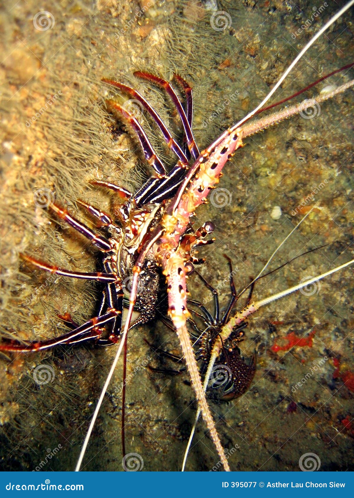 Painted Spiny Lobster stock image. Image of spiny, marine - 395077