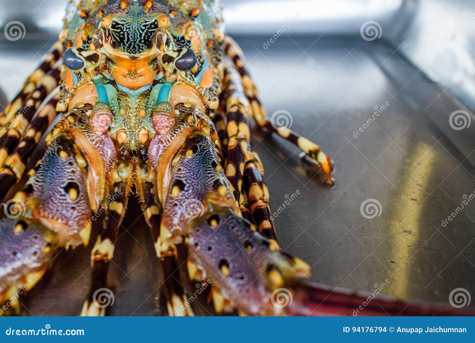 Painted spiny lobster stock photo. Image of market, painted - 94176794