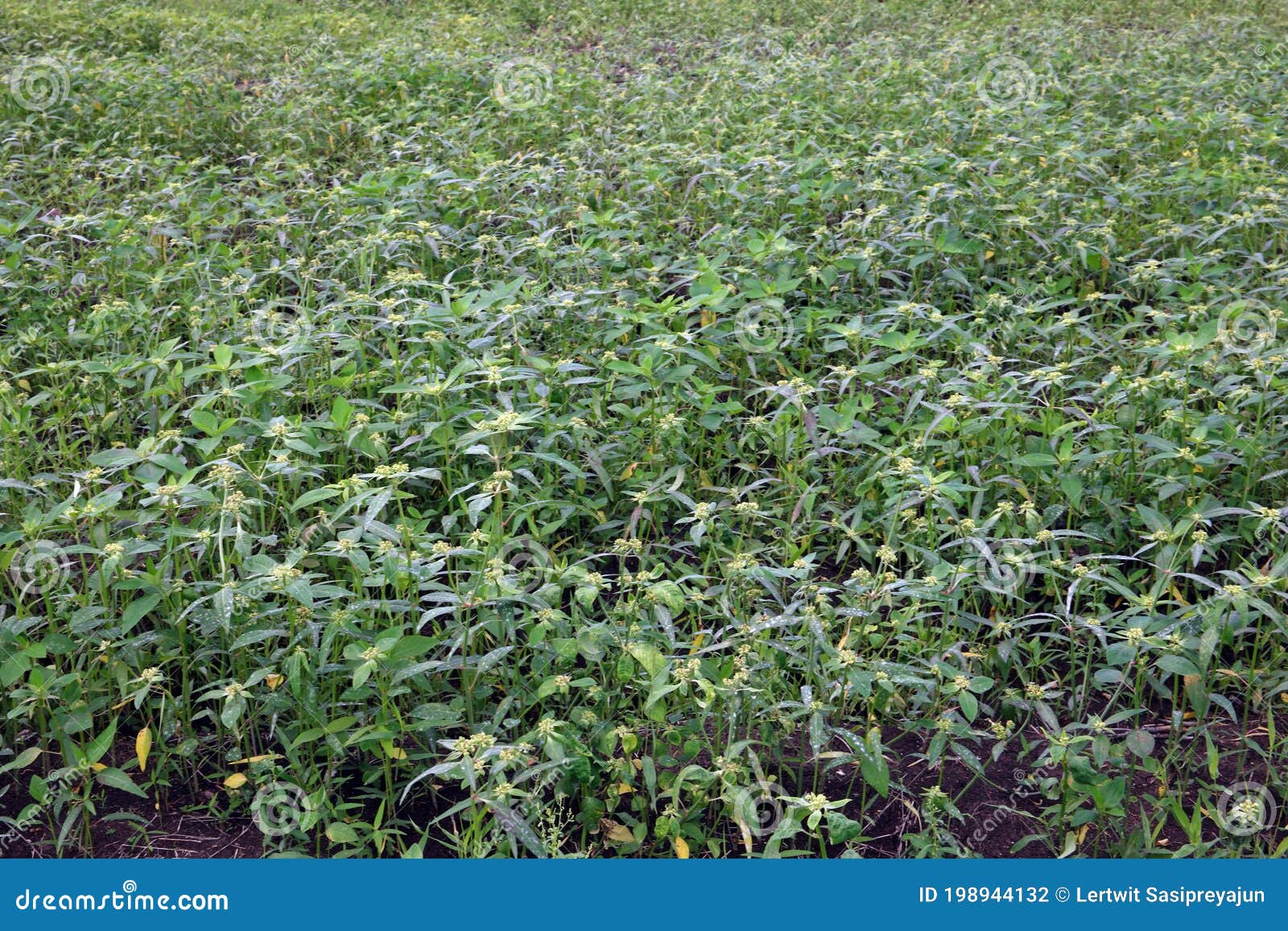 Painted Spurge, Weed in Field Crops Production Stock Photo - Image of ...