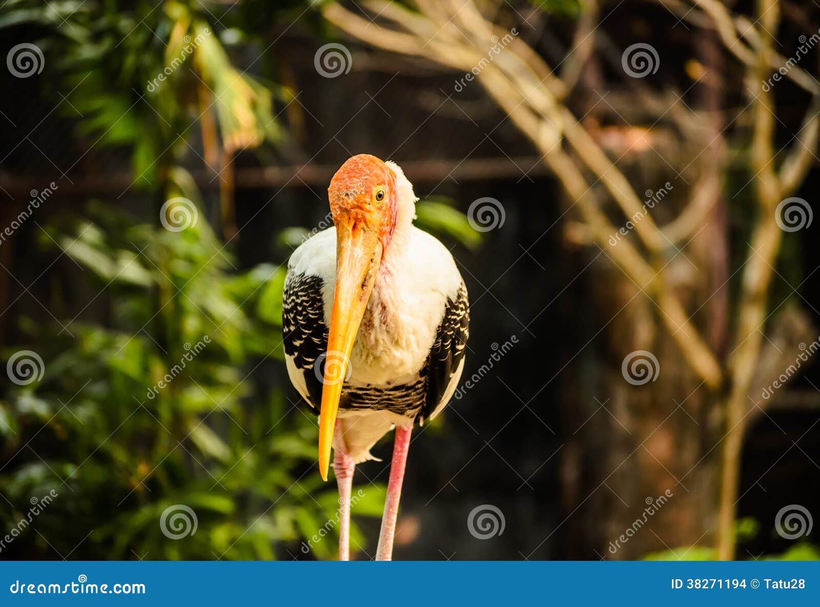 Painted stork. 1 stock photo. Image of stork, funny, nature - 38271194