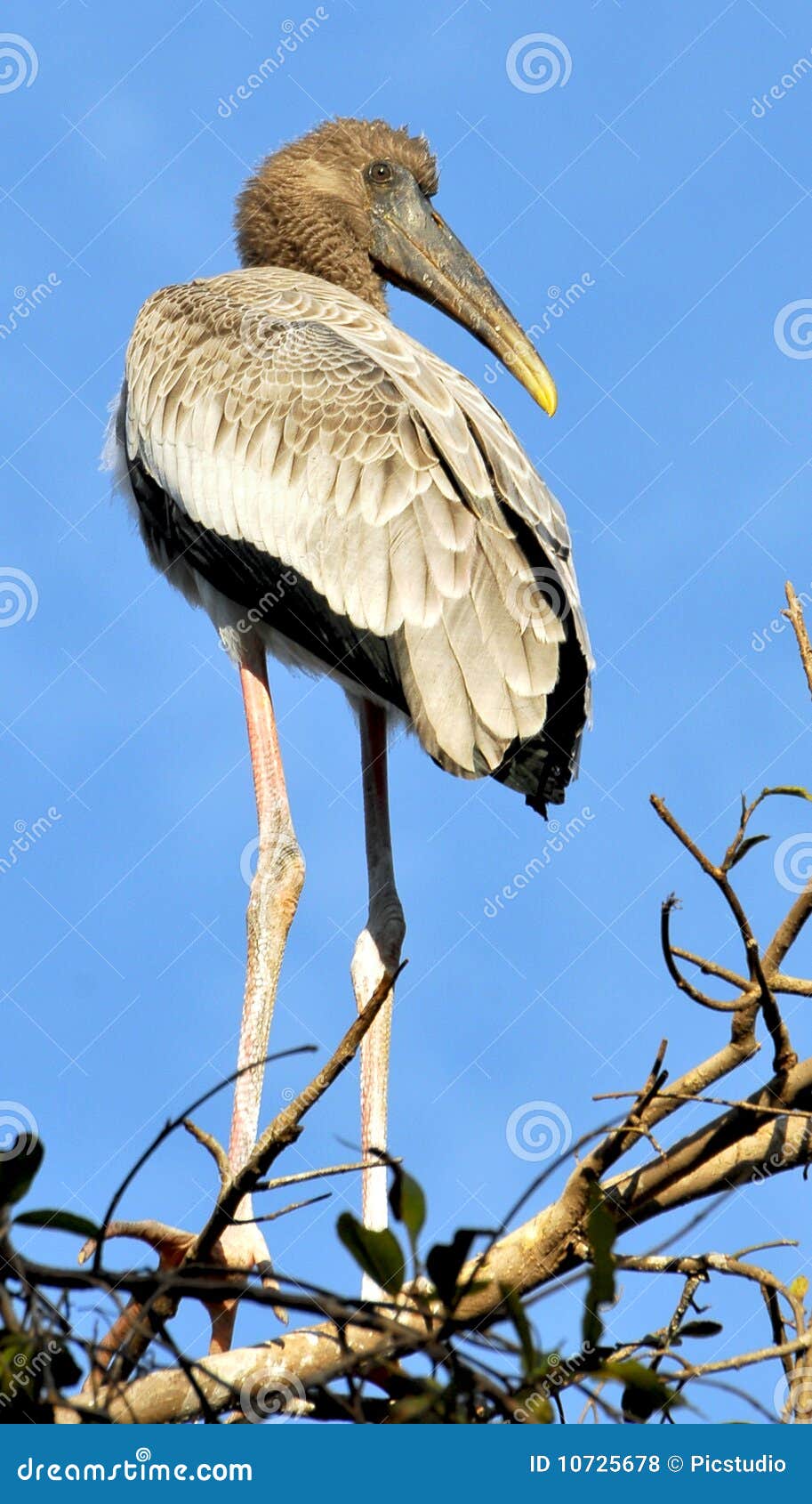 Painted stork stock photo. Image of wildlife, animal - 10725678