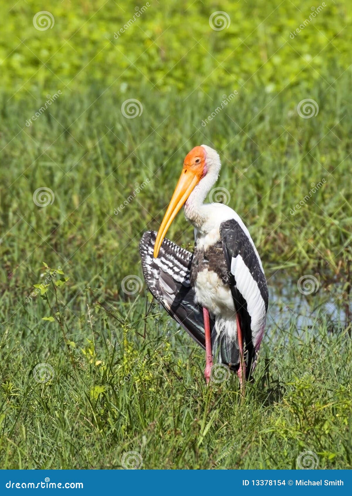 Painted stork stock photo. Image of bird, green, ornithology - 13378154