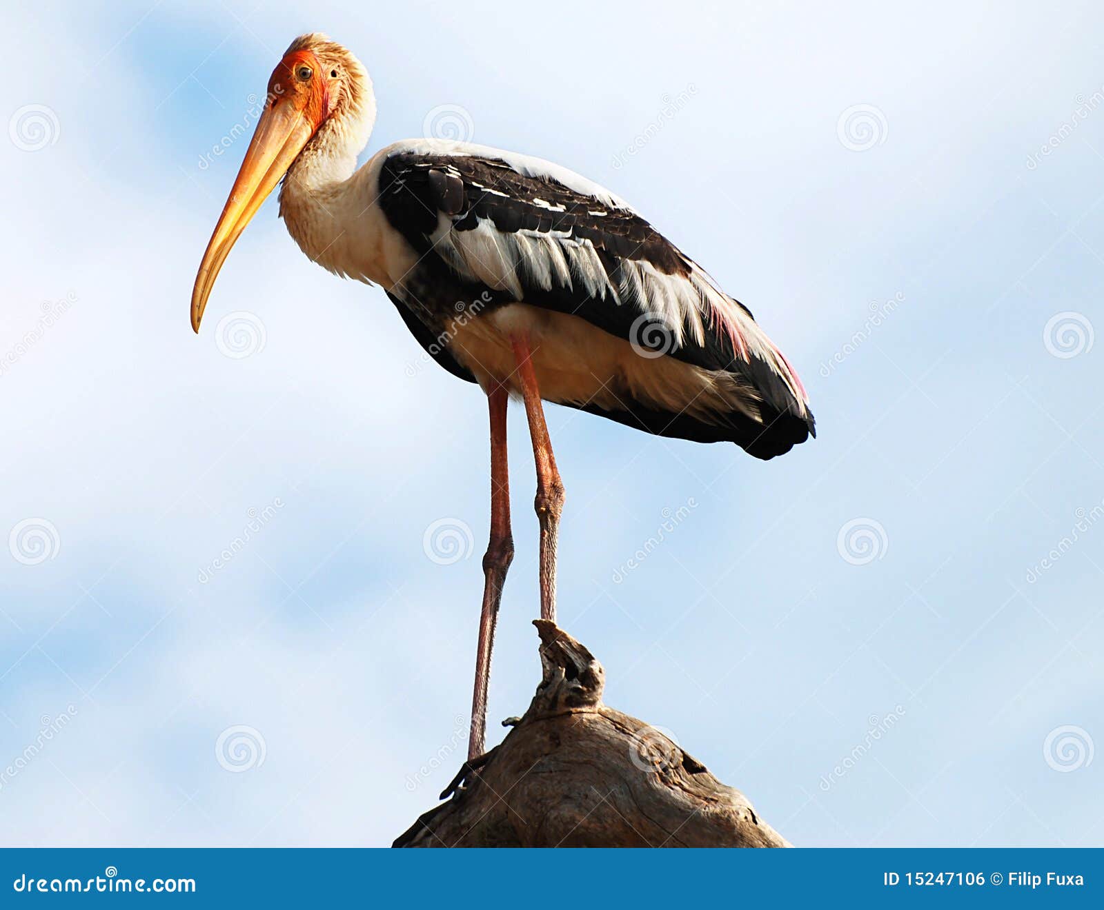 Painted Stork stock photo. Image of safari, detail, asia - 15247106