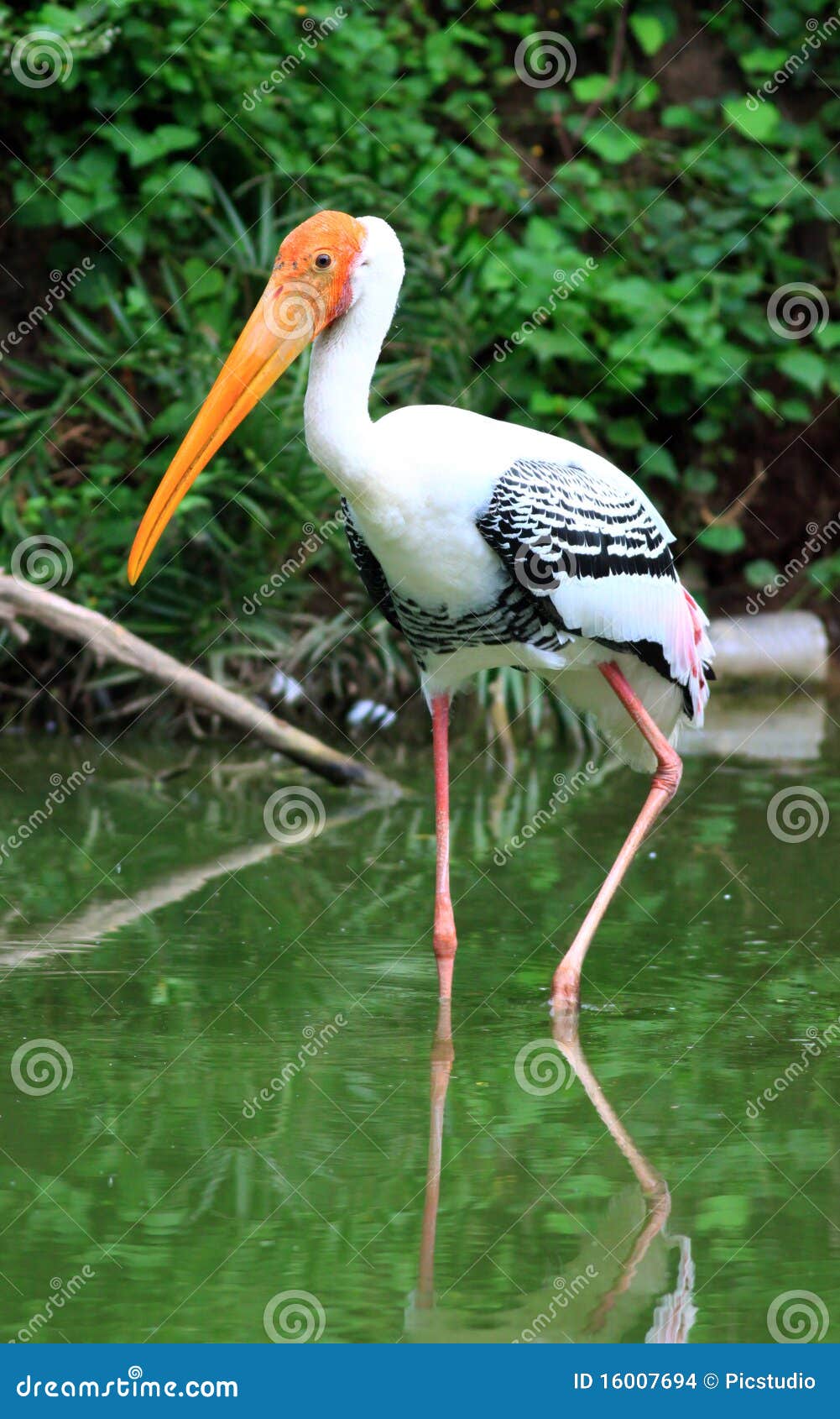 Painted stork stock photo. Image of forest, beak, nature - 16007694
