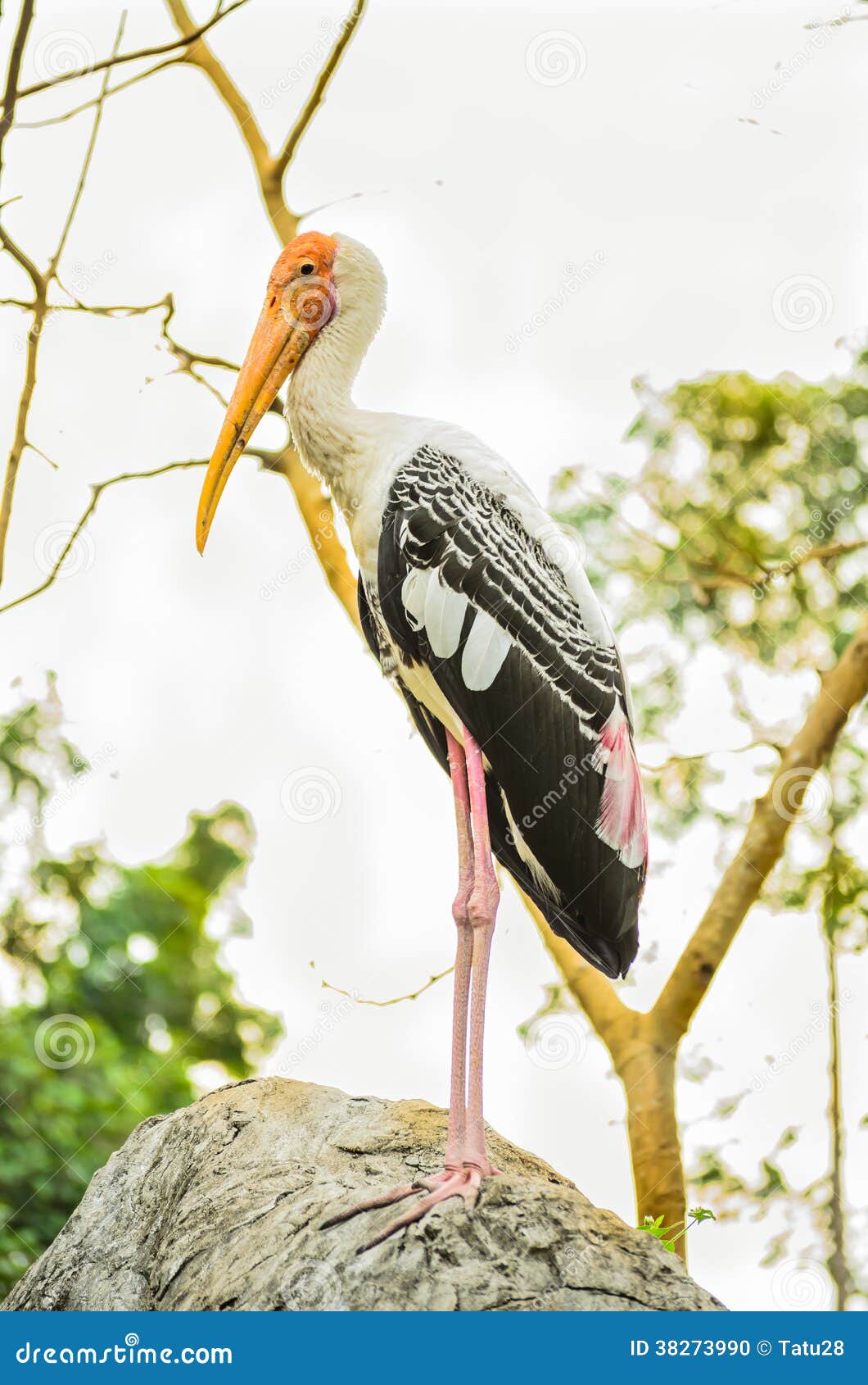 Painted stork. 4 stock photo. Image of wildlife, painted - 38273990