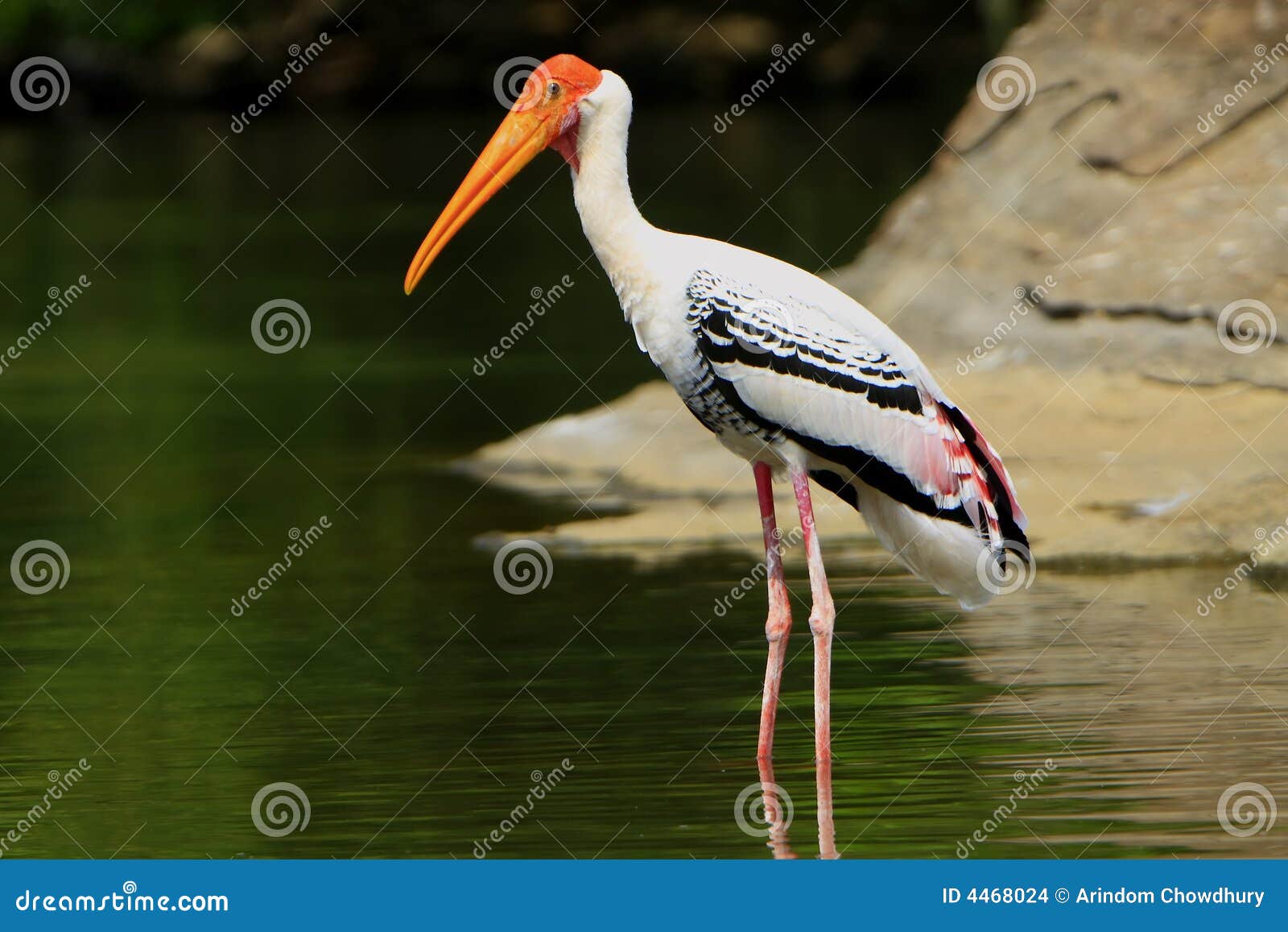 Painted Stork stock photo. Image of walking, motion, beak - 4468024