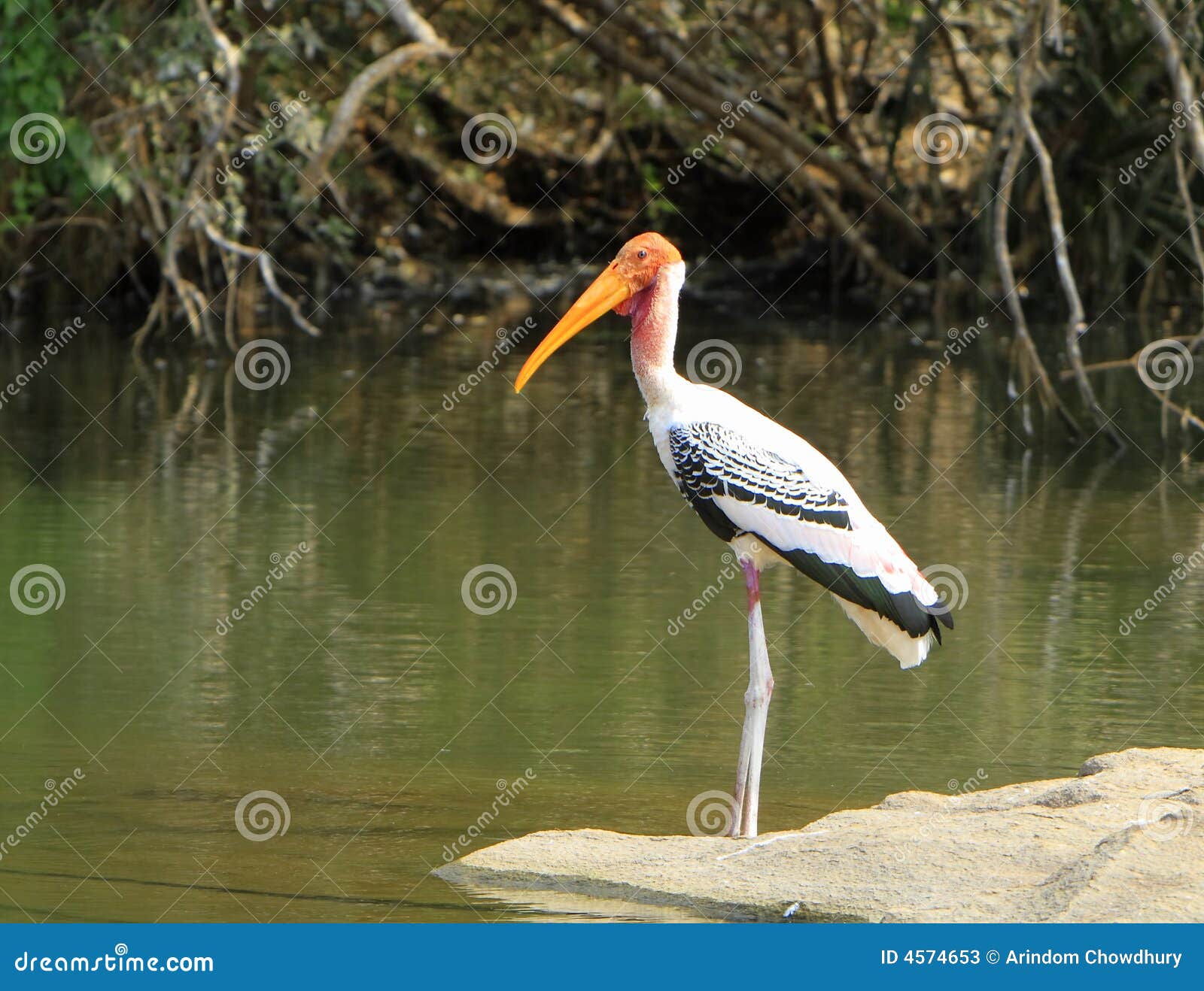 Painted Stork stock image. Image of white, pelican, stone - 4574653