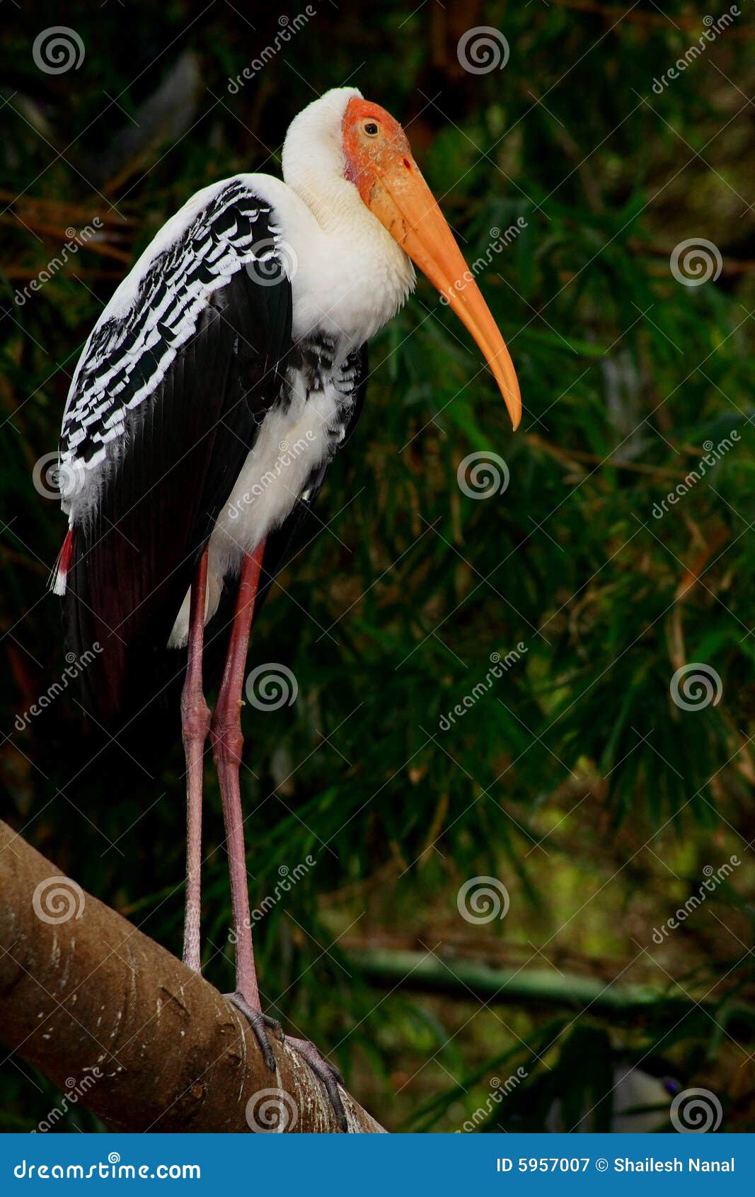 Painted Stork stock image. Image of straight, beautiful - 5957007