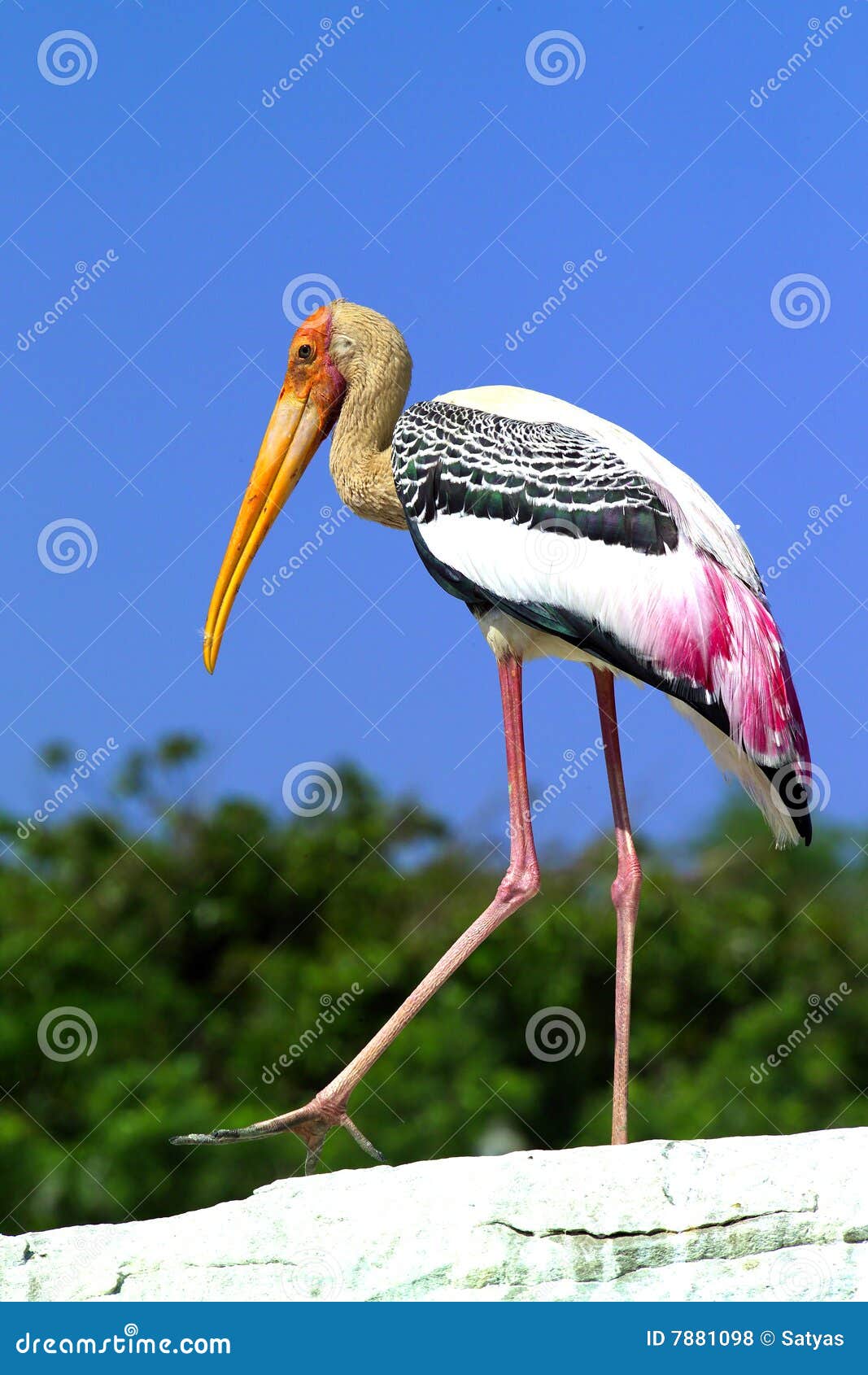Painted Stork stock photo. Image of freshwater, asian - 7881098