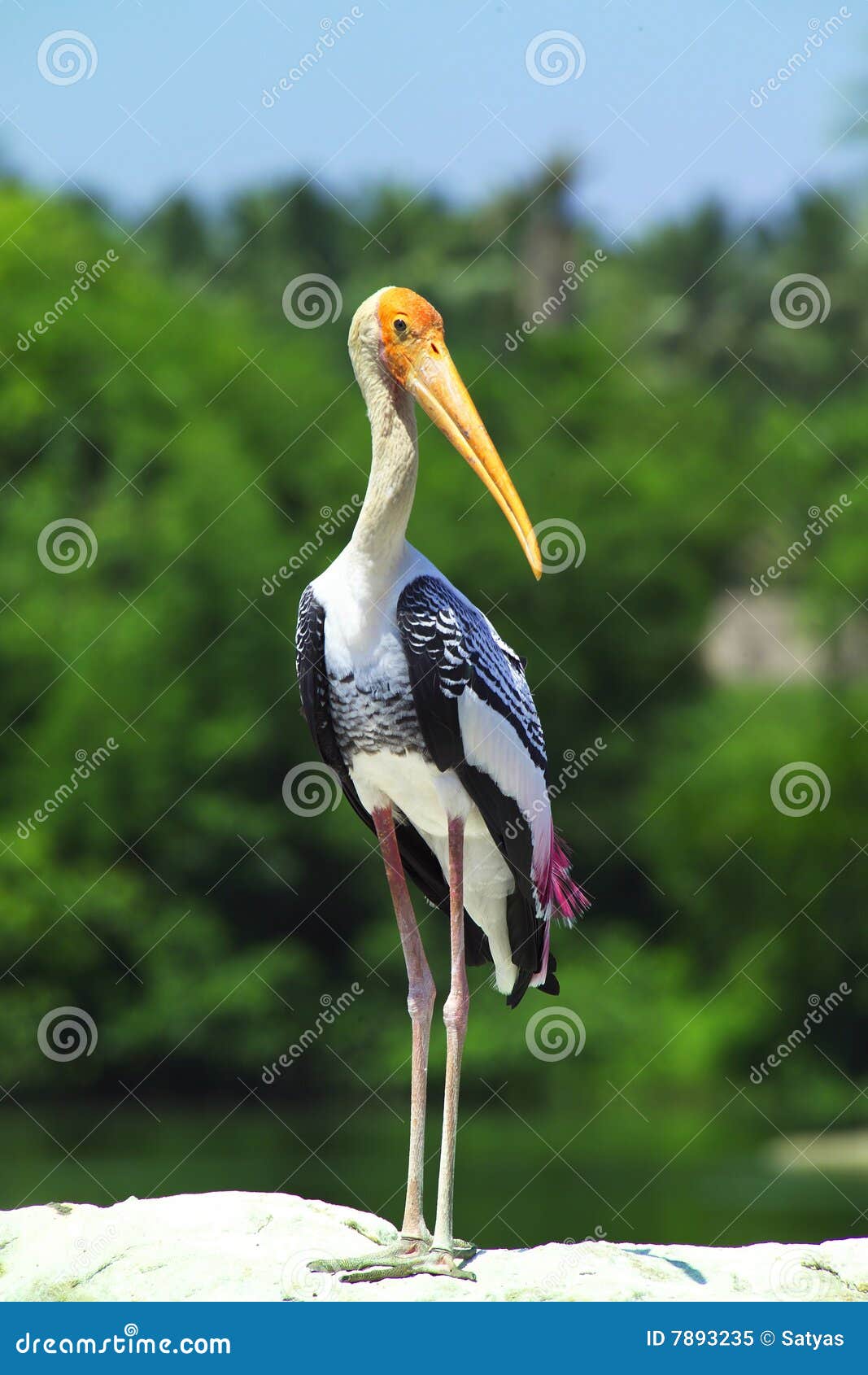 Painted Stork stock image. Image of india, pond, lake - 7893235