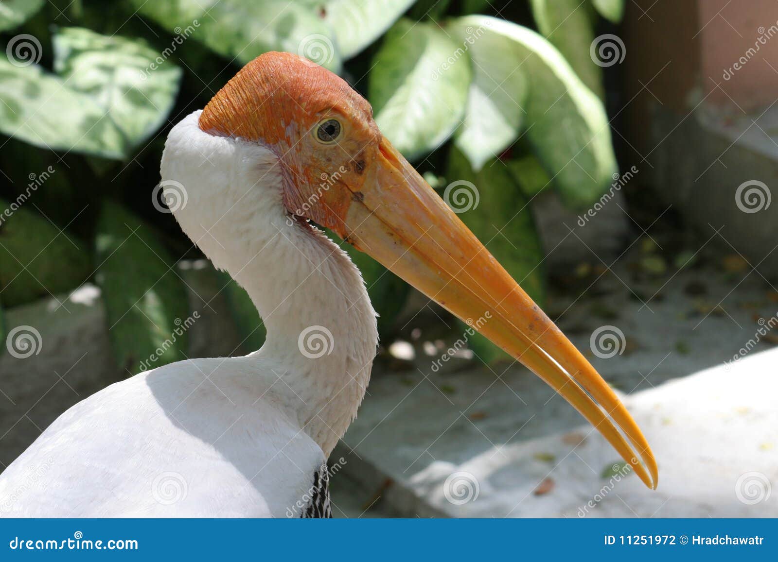 Painted Stork Bird stock photo. Image of animals, color - 11251972