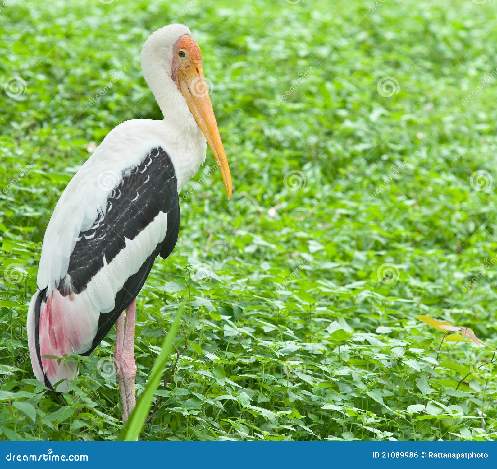Painted stork bird stock photo. Image of exotic, beautiful - 21089986