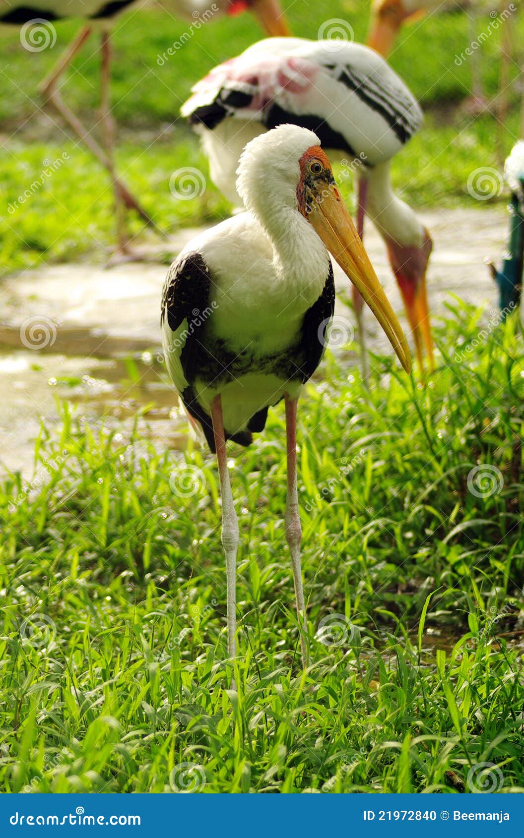 Painted Stork Bird stock photo. Image of bird, pink, exotic - 21972840