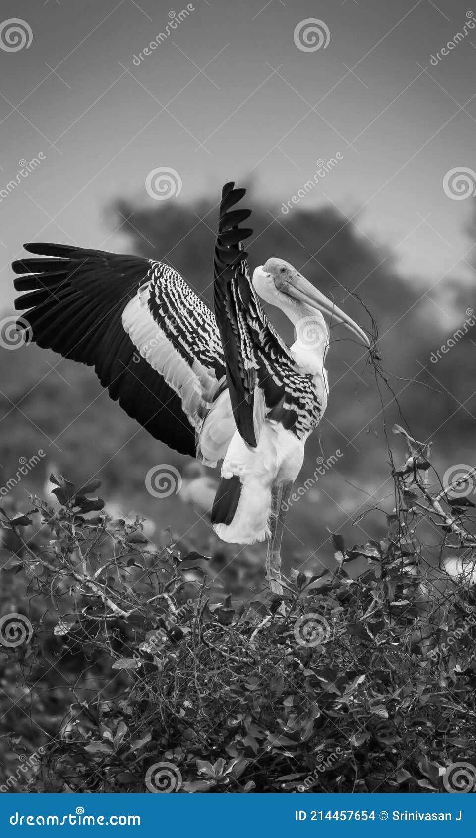 The Painted Stork Bird Making Nest on Tree for Laying Eggs. Painted ...