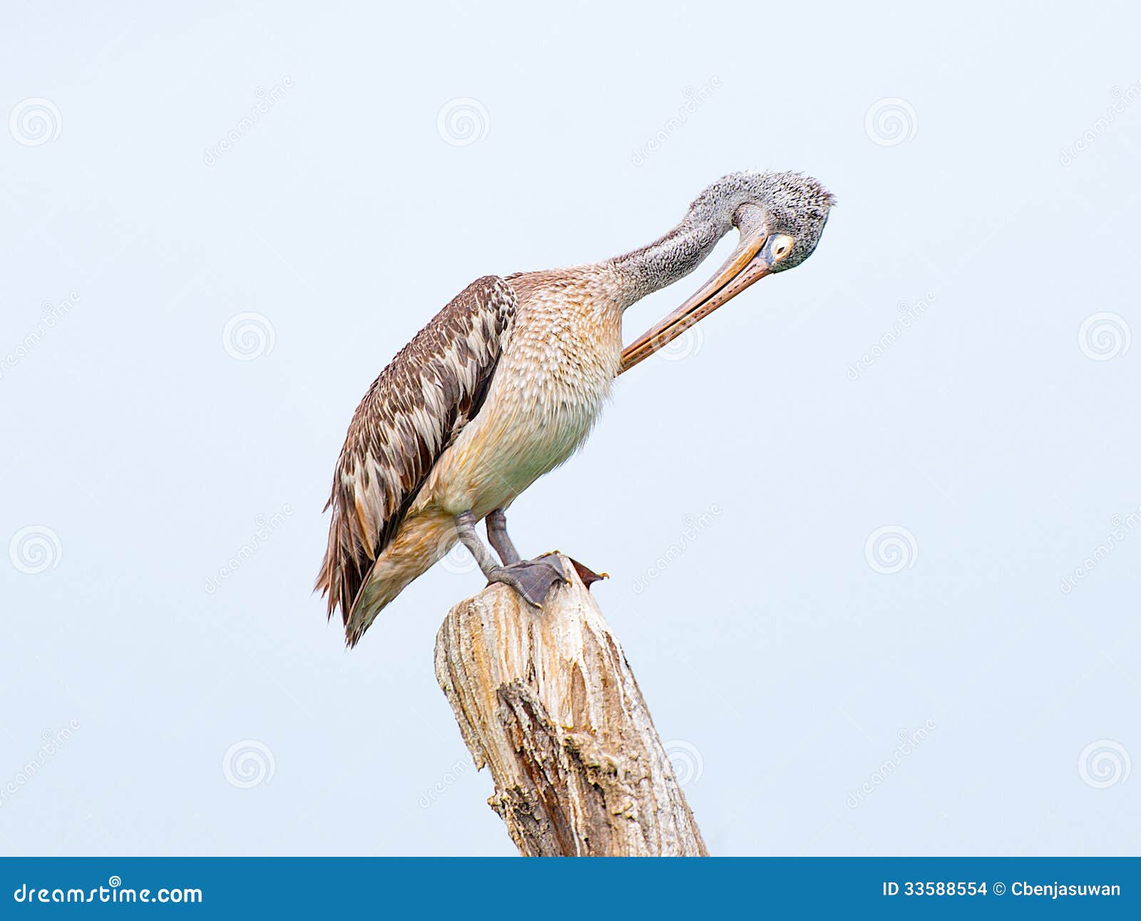 Painted stork bird stock photo. Image of natural, beauty - 33588554