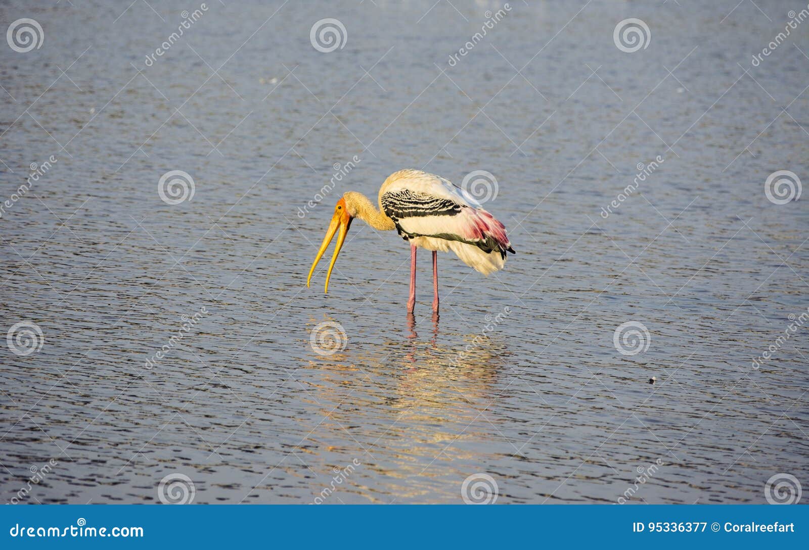Painted Stork Bird with Open Beak Stock Image - Image of legs, nature ...