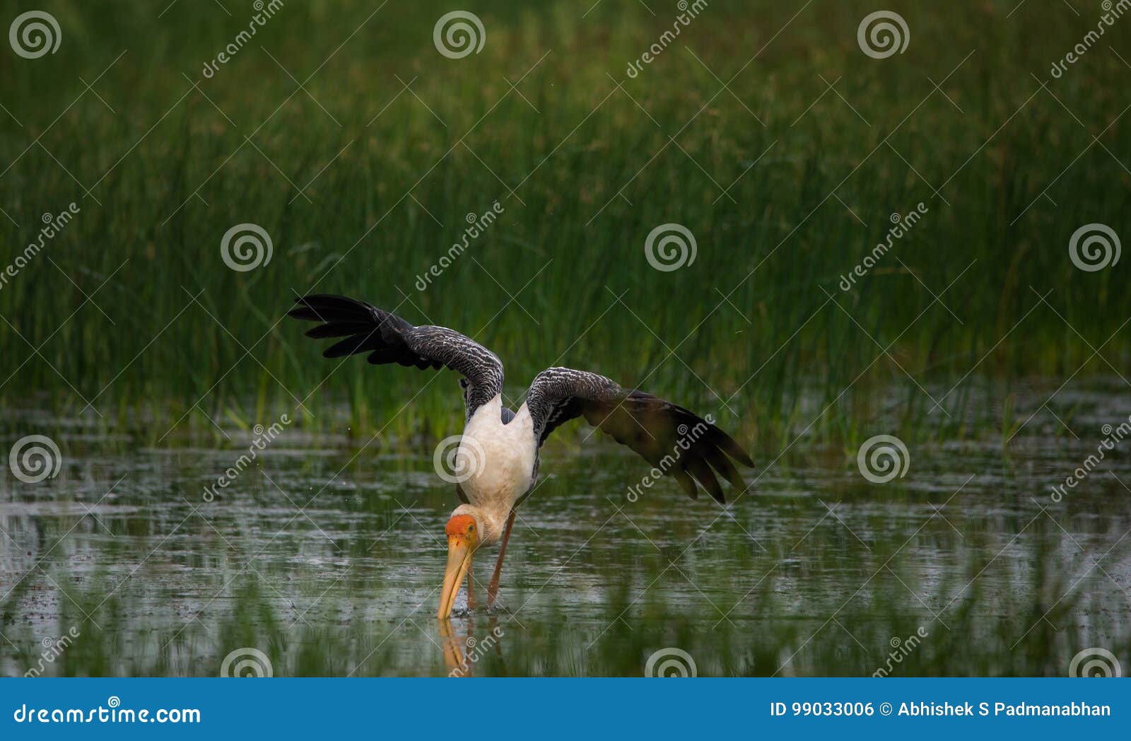 Painted Stork Wings stock photo. Image of nature, monsoon - 99033006