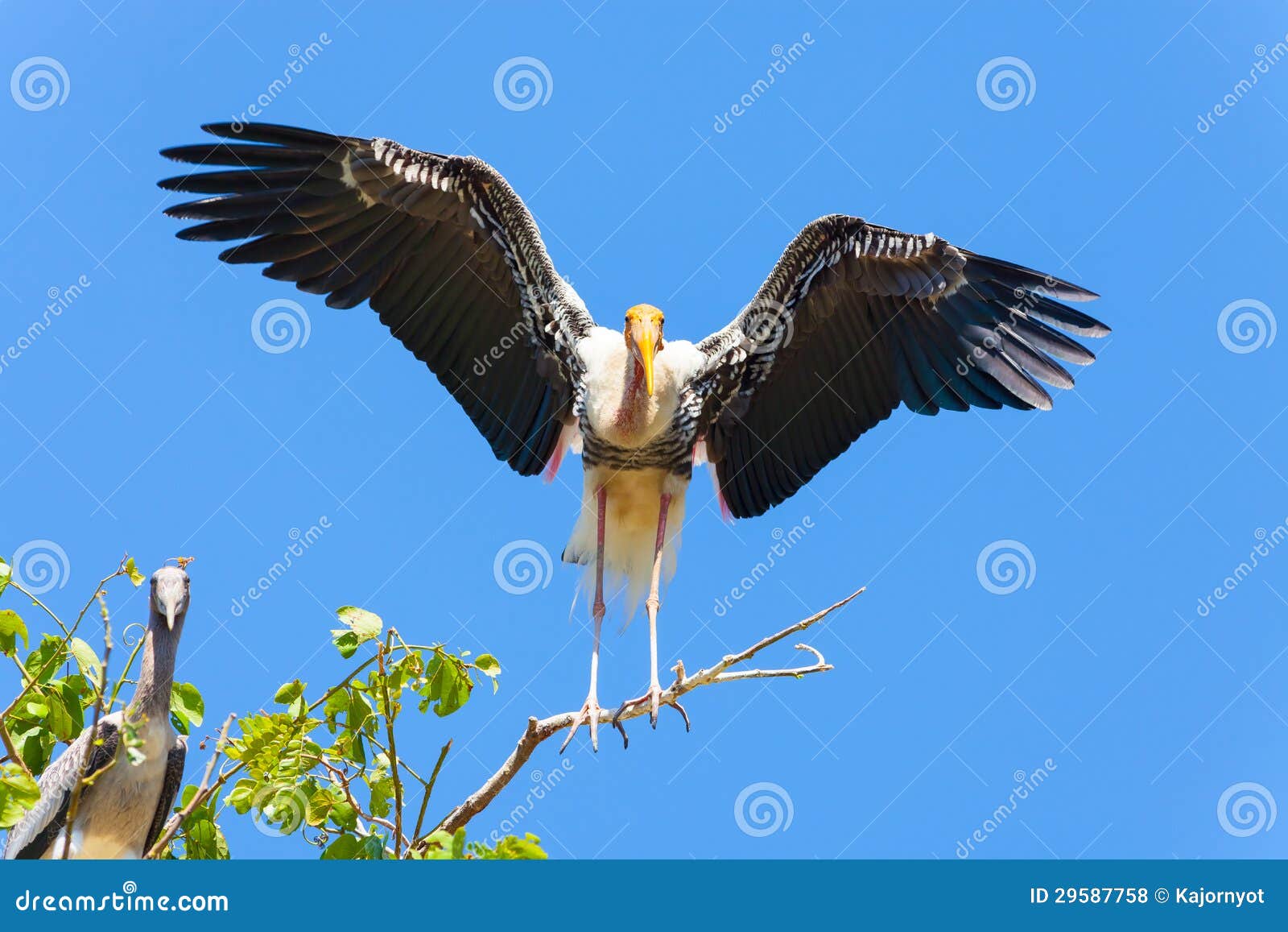 The Painted Stork Bird is Spread Her Wing Stock Photo - Image of branch ...