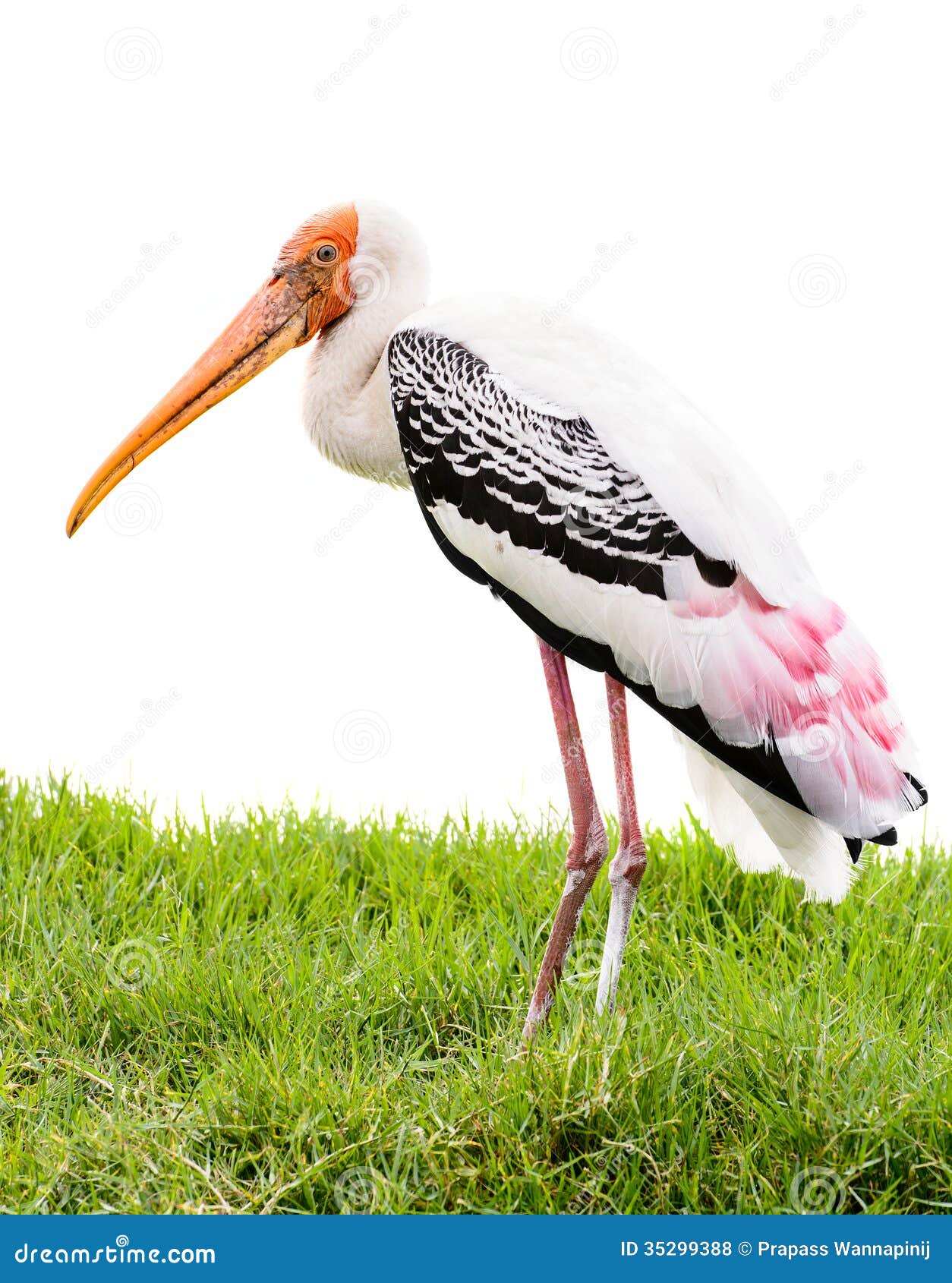 Painted stork bird stock photo. Image of bird, india - 35299388
