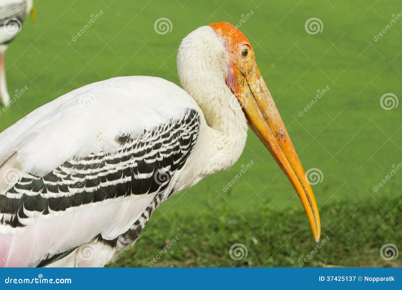 Painted Stork stock image. Image of animal, head, green - 37425137