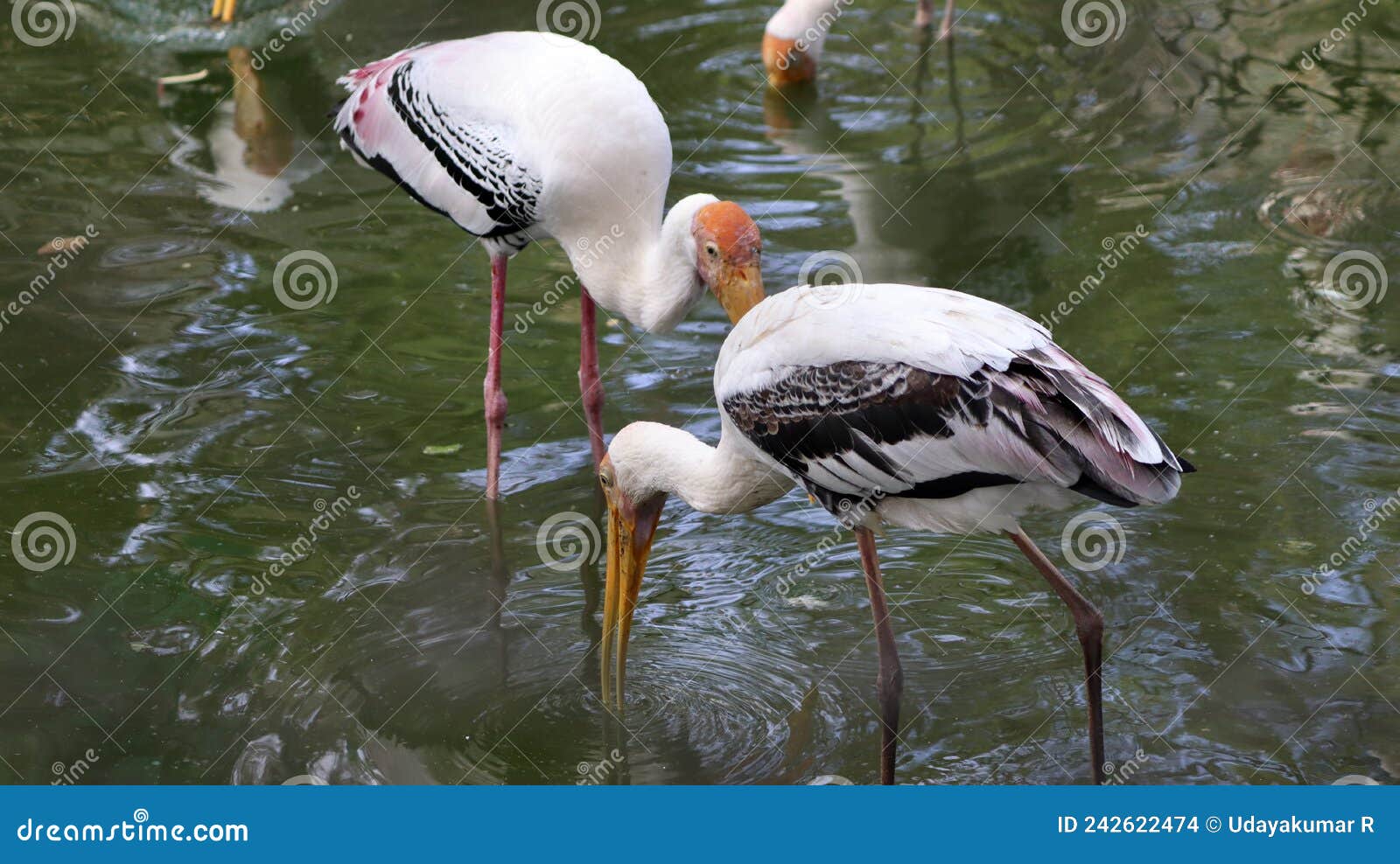 Painted Stork Cranes Looking for Prey in the Water. in the Dim ...