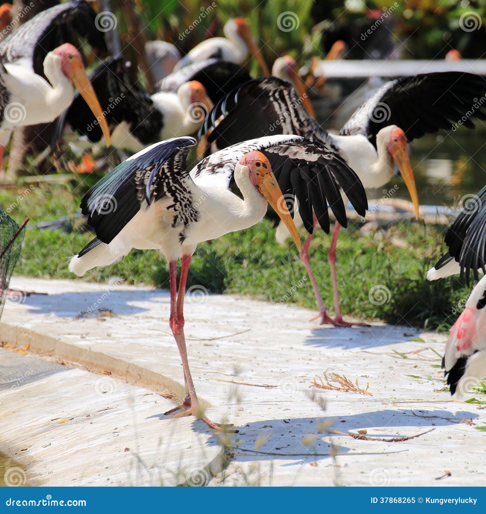 Painted Stork Expand the Wings Stock Image - Image of brown, stork ...