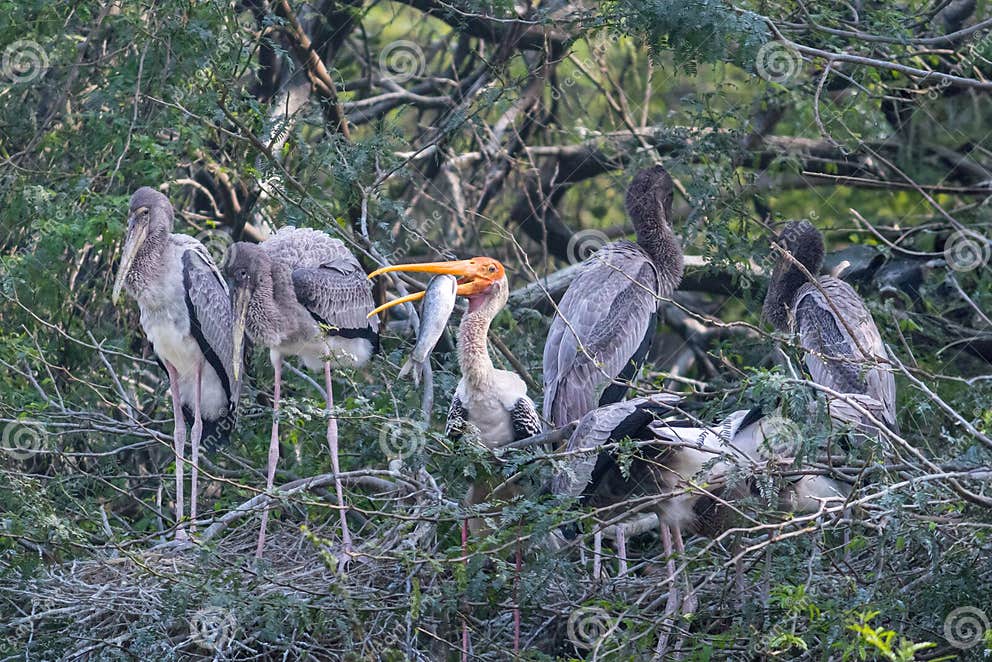 Painted Stork Feeding Chick Live Fish on Nest Editorial Photography ...