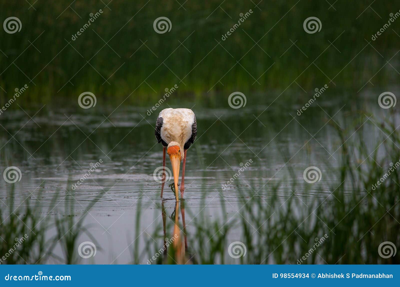 Painted stork with Fish stock photo. Image of bird, beaks - 98554934