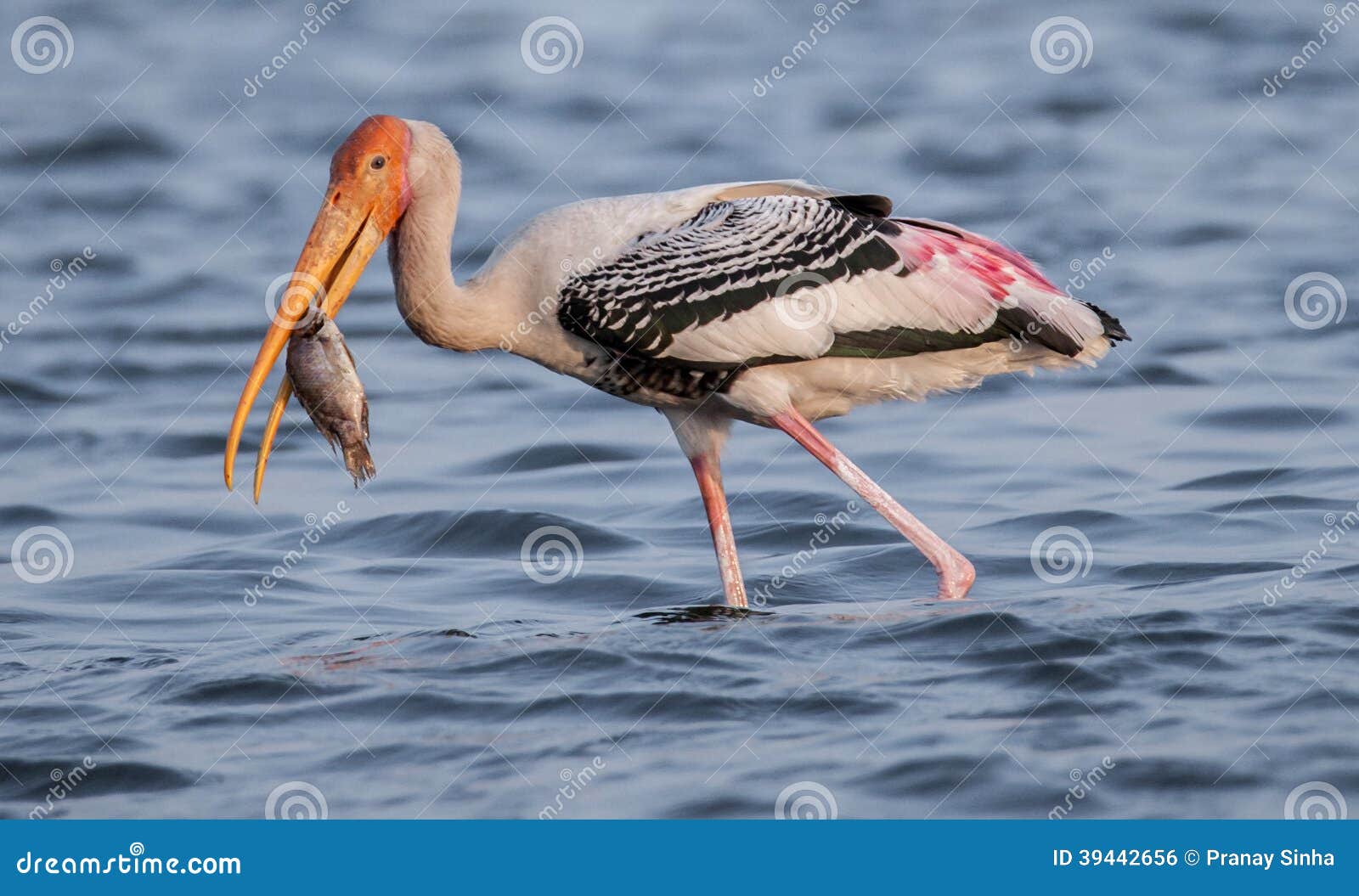 Painted Stork stock photo. Image of marine, mycteria - 39442656