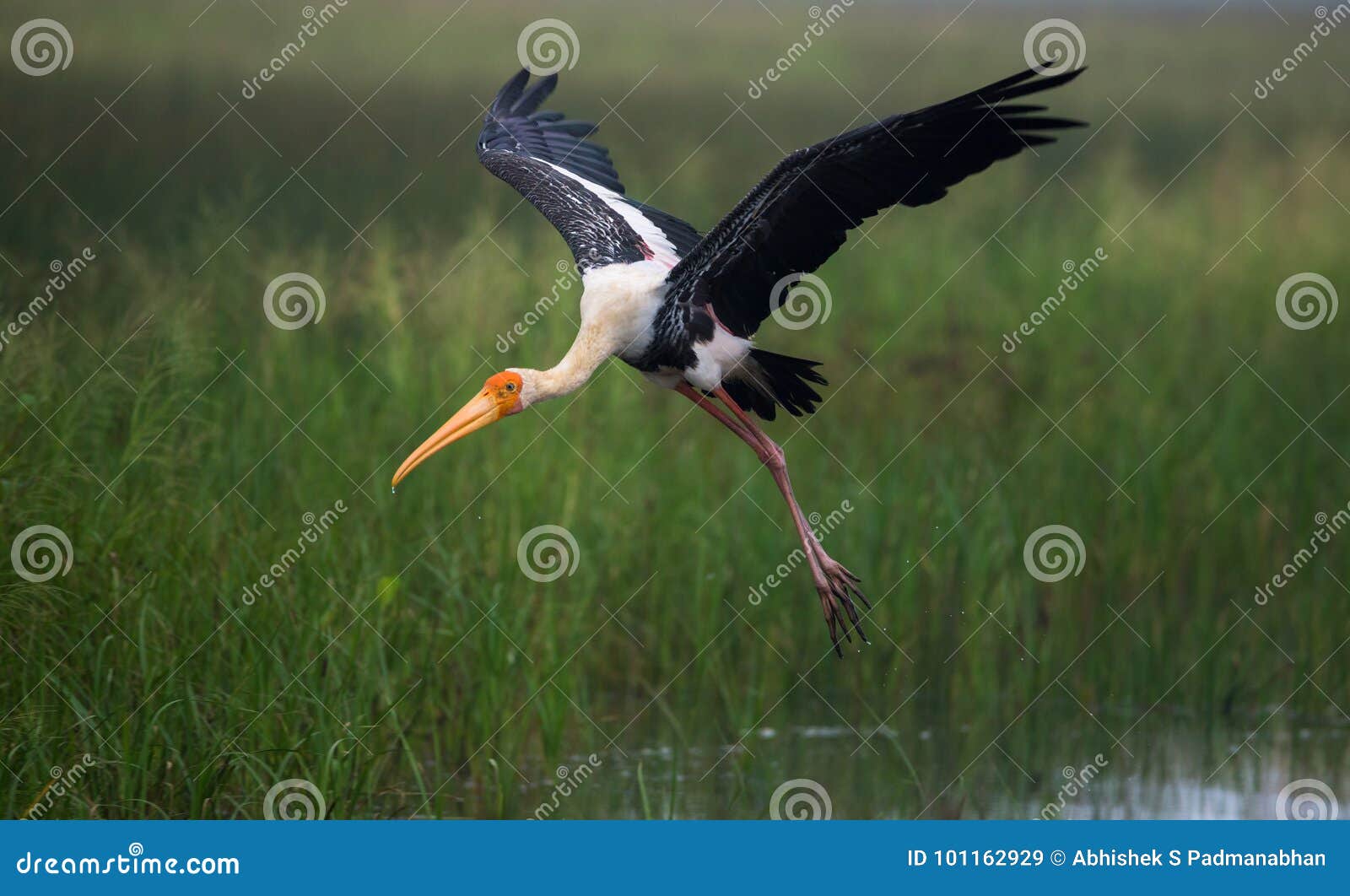 Painted Stork in Flight stock image. Image of beak, natural - 101162929