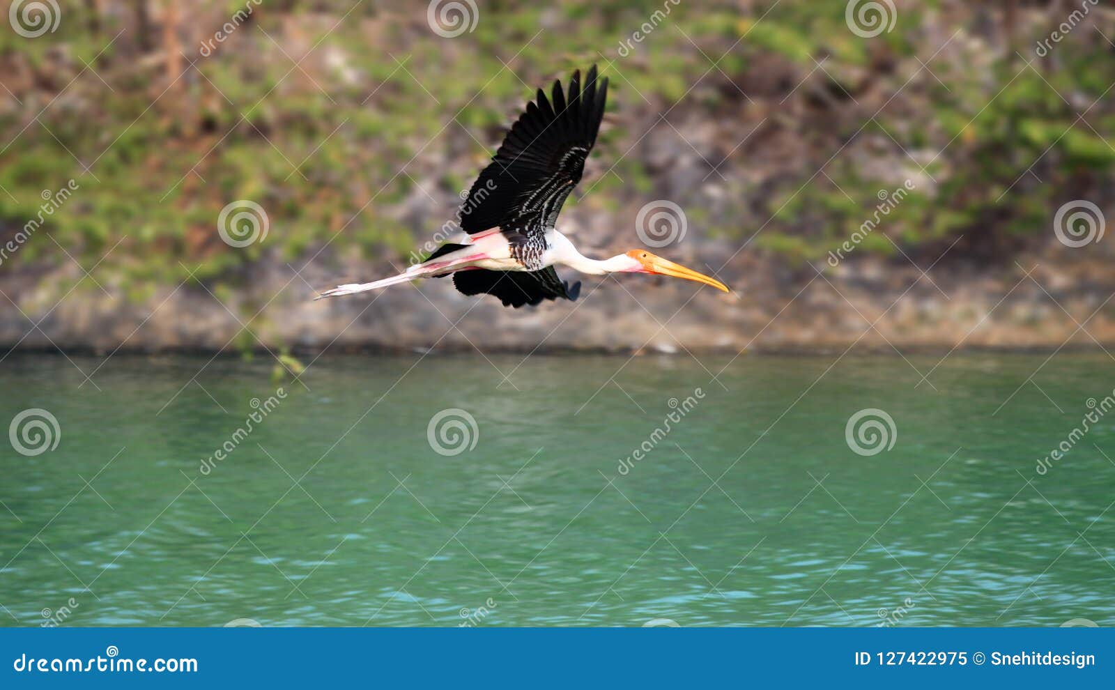 Painted Stork in Flight Over Lake Stock Image - Image of nest, approach ...