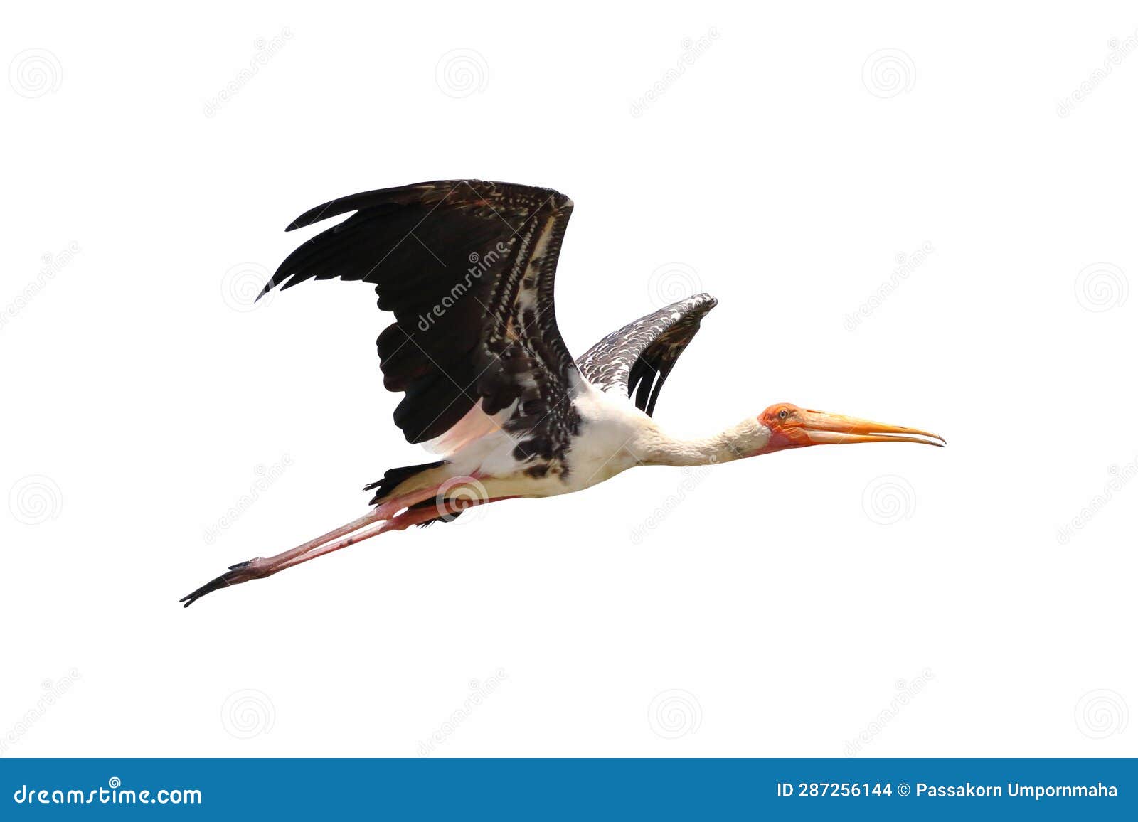 Painted Stork Flying Isolated on White Background. Stock Photo - Image ...