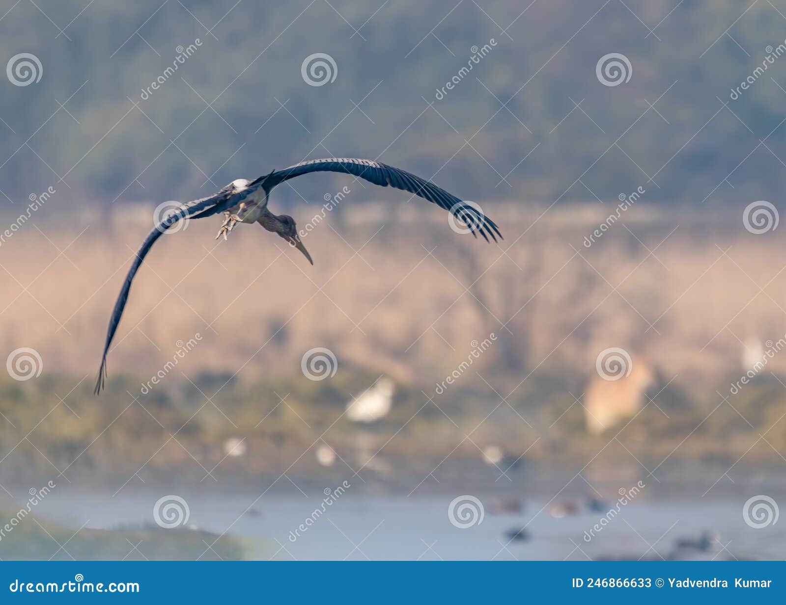A Painted Stork Flying in Sky Stock Image - Image of standing, avian ...