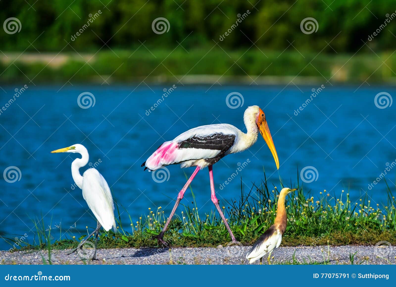 Painted Stork and Great Egret in Nature. Stock Image - Image of ...