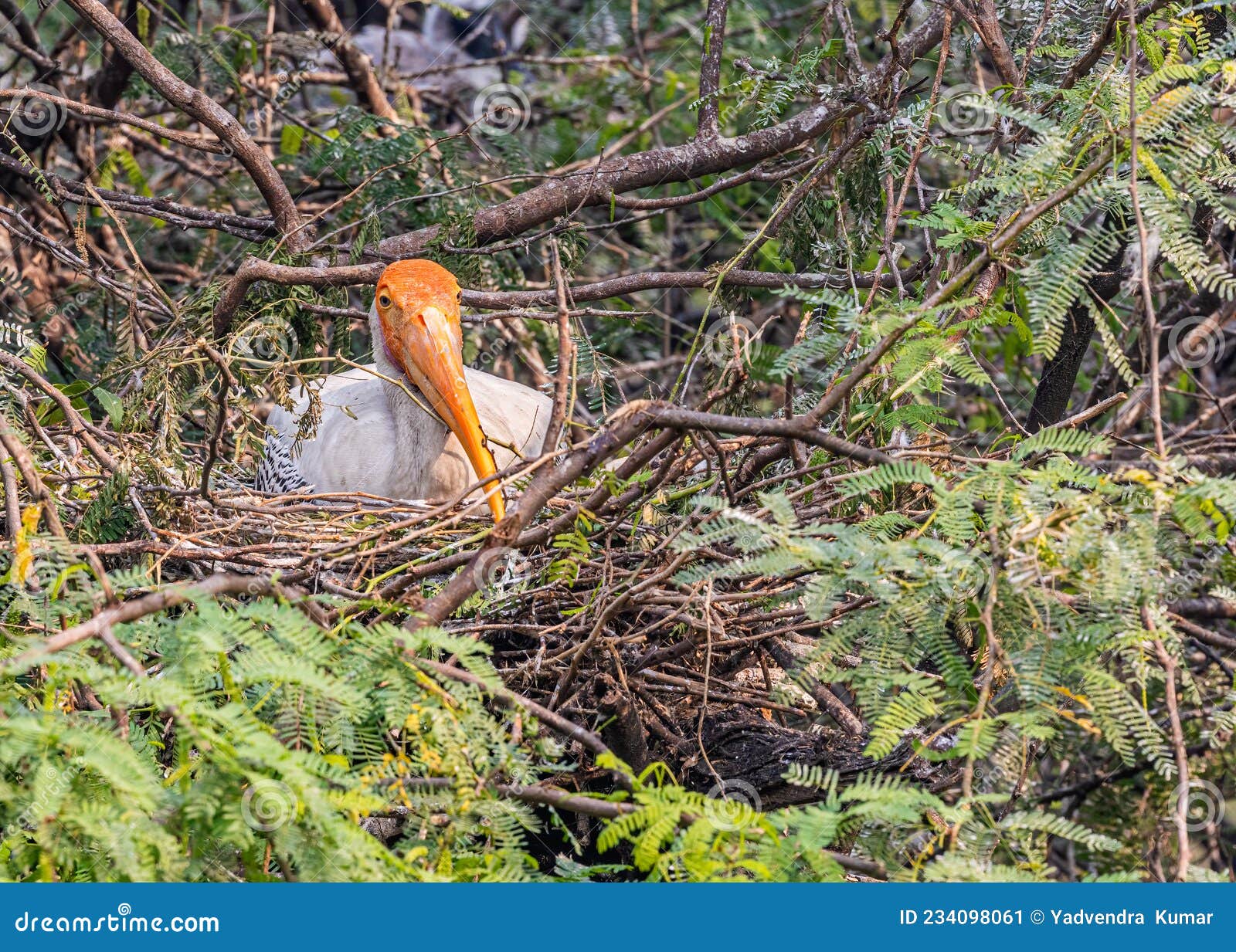 Painted Stork Hatching Its Eggs Stock Image - Image of water ...
