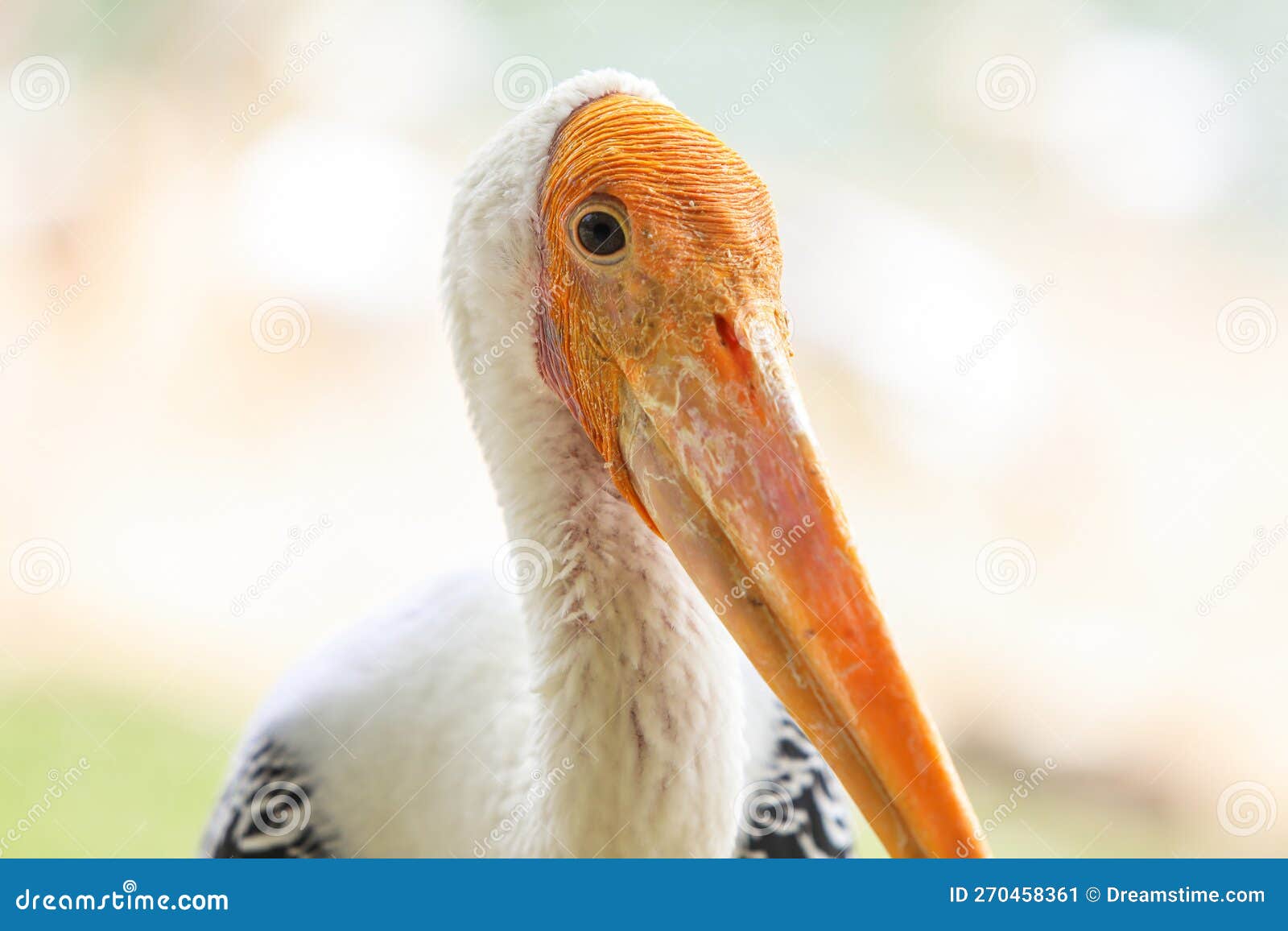 Painted Stork with Heavy Yellow Beak Stock Image - Image of field ...