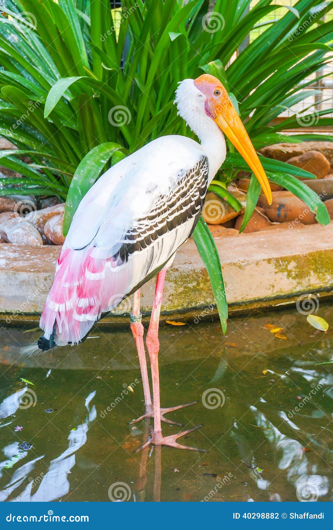 Painted Stork stock photo. Image of orange, marsh, green - 40298882