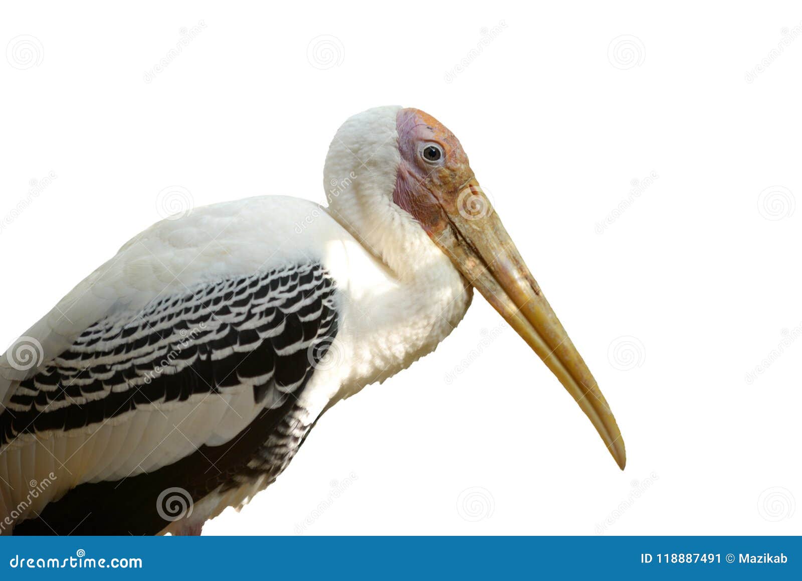 Painted Stork Isolated on White Background Stock Image - Image of green ...