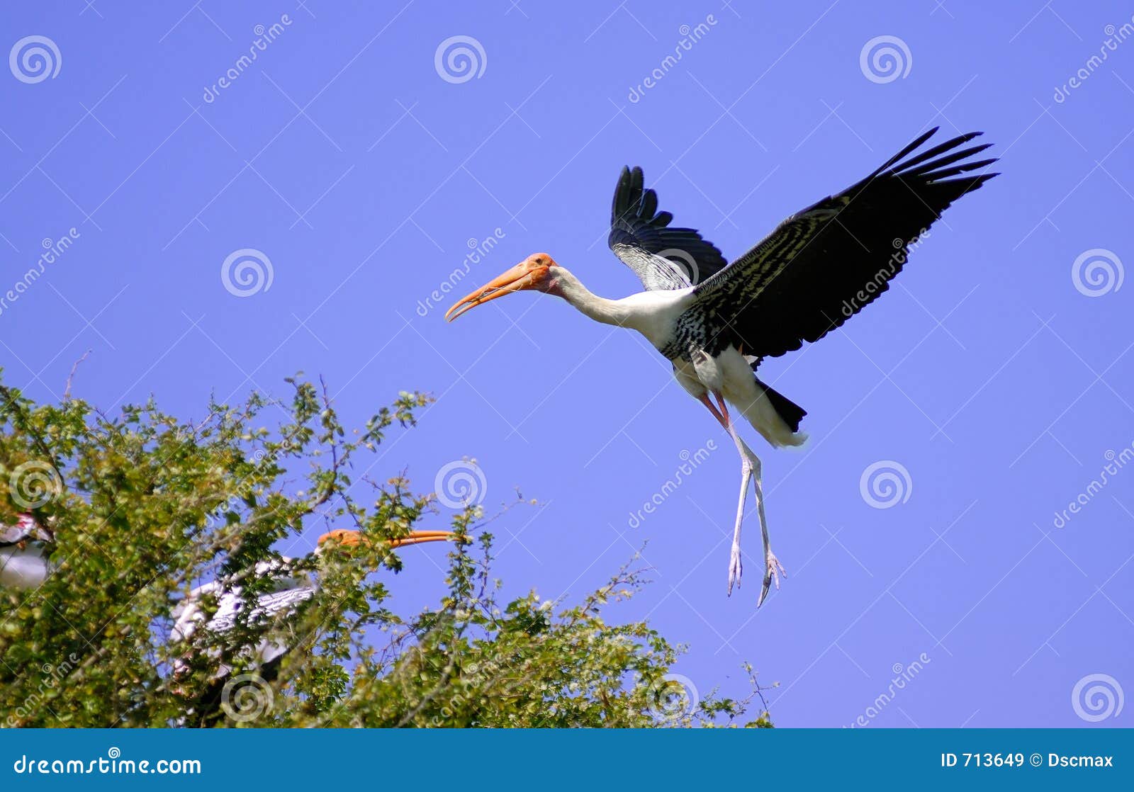 Painted stork landing stock image. Image of landing, birds - 713649