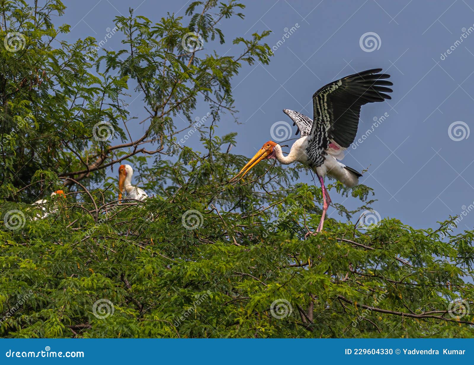Painted Stork Landing in Its Nest Stock Photo - Image of standing, wing ...