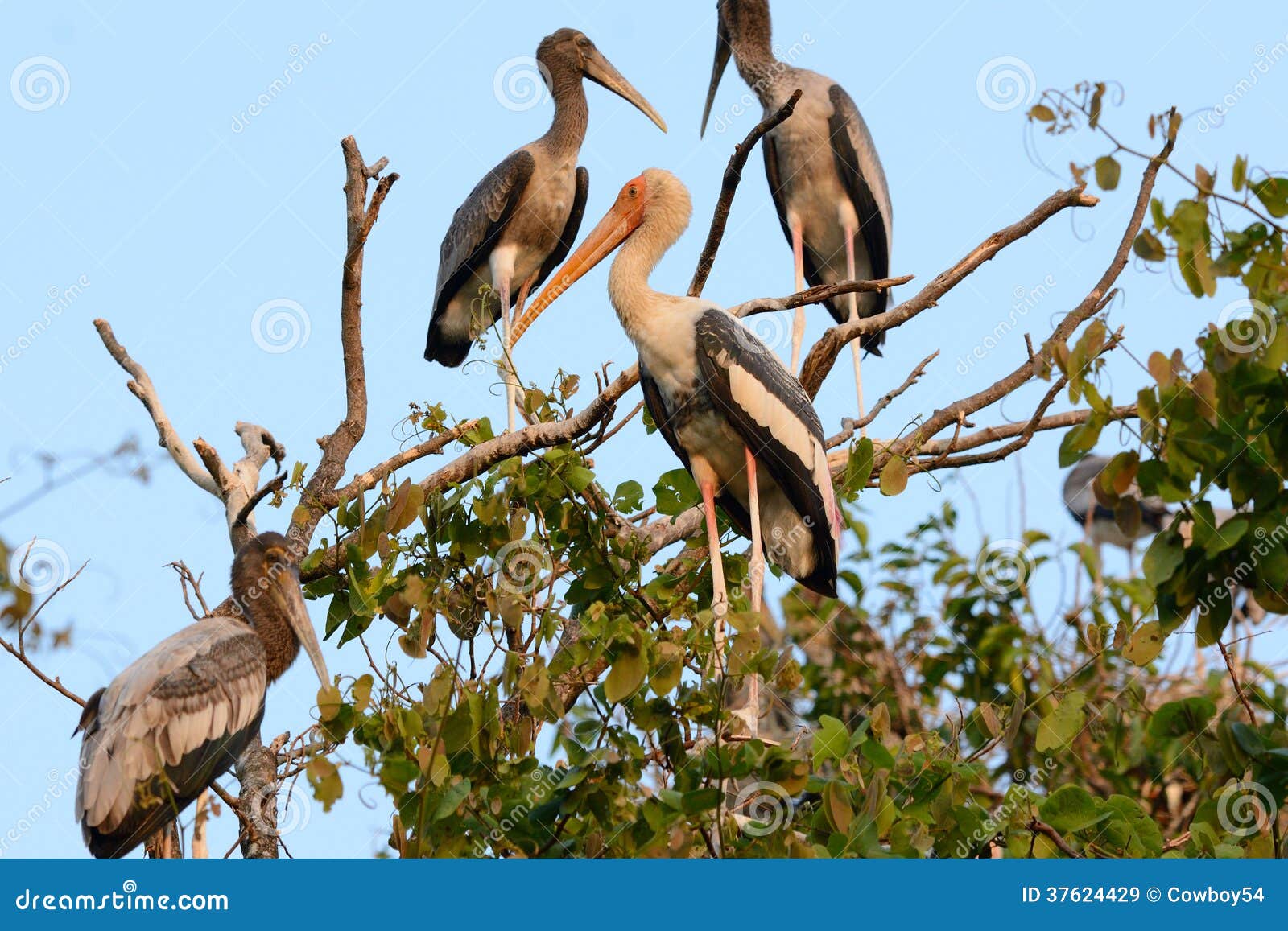 Painted Stork (Mycteria Leucocephala) Stock Image - Image of avian ...