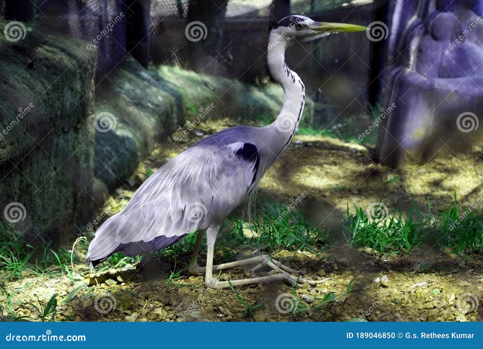 Painted Stork Sitting on Ground at the Zoo, India Stock Photo - Image ...