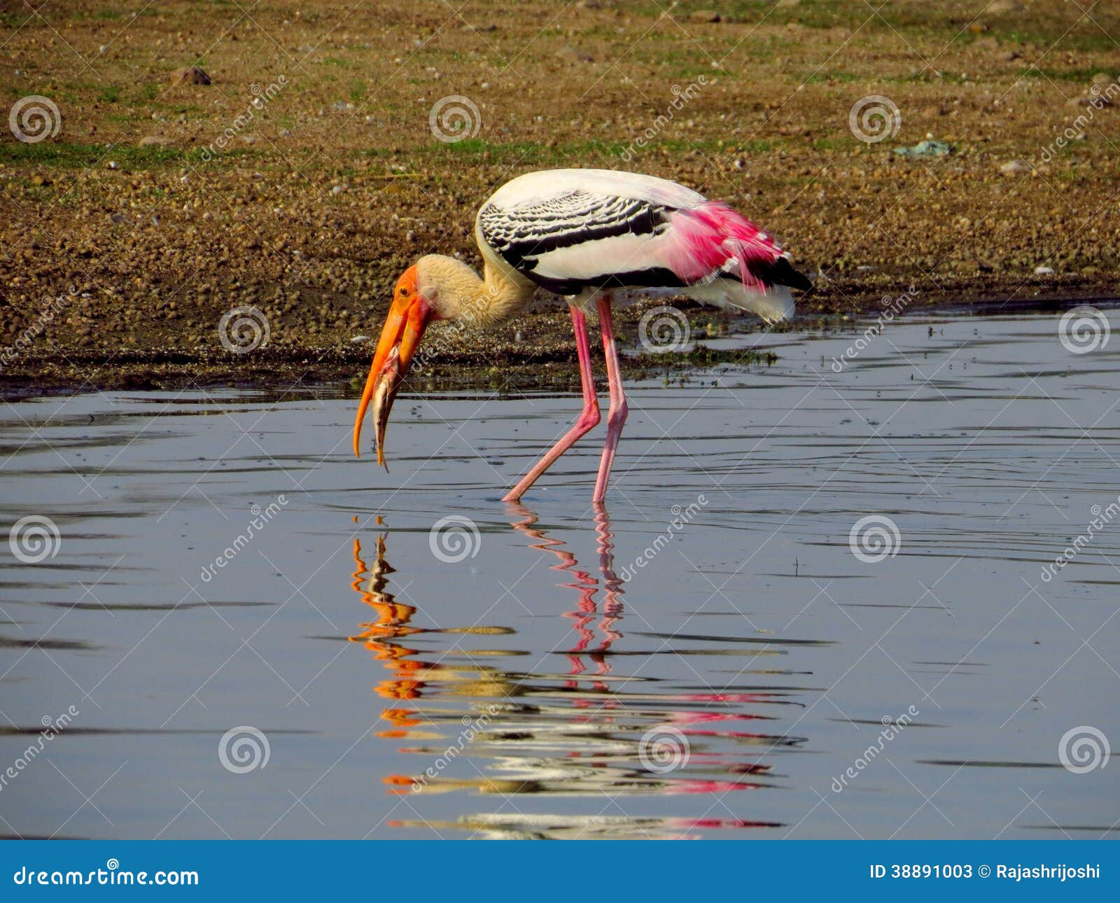Painted Stork stock image. Image of huge, bird, pinkish - 38891003