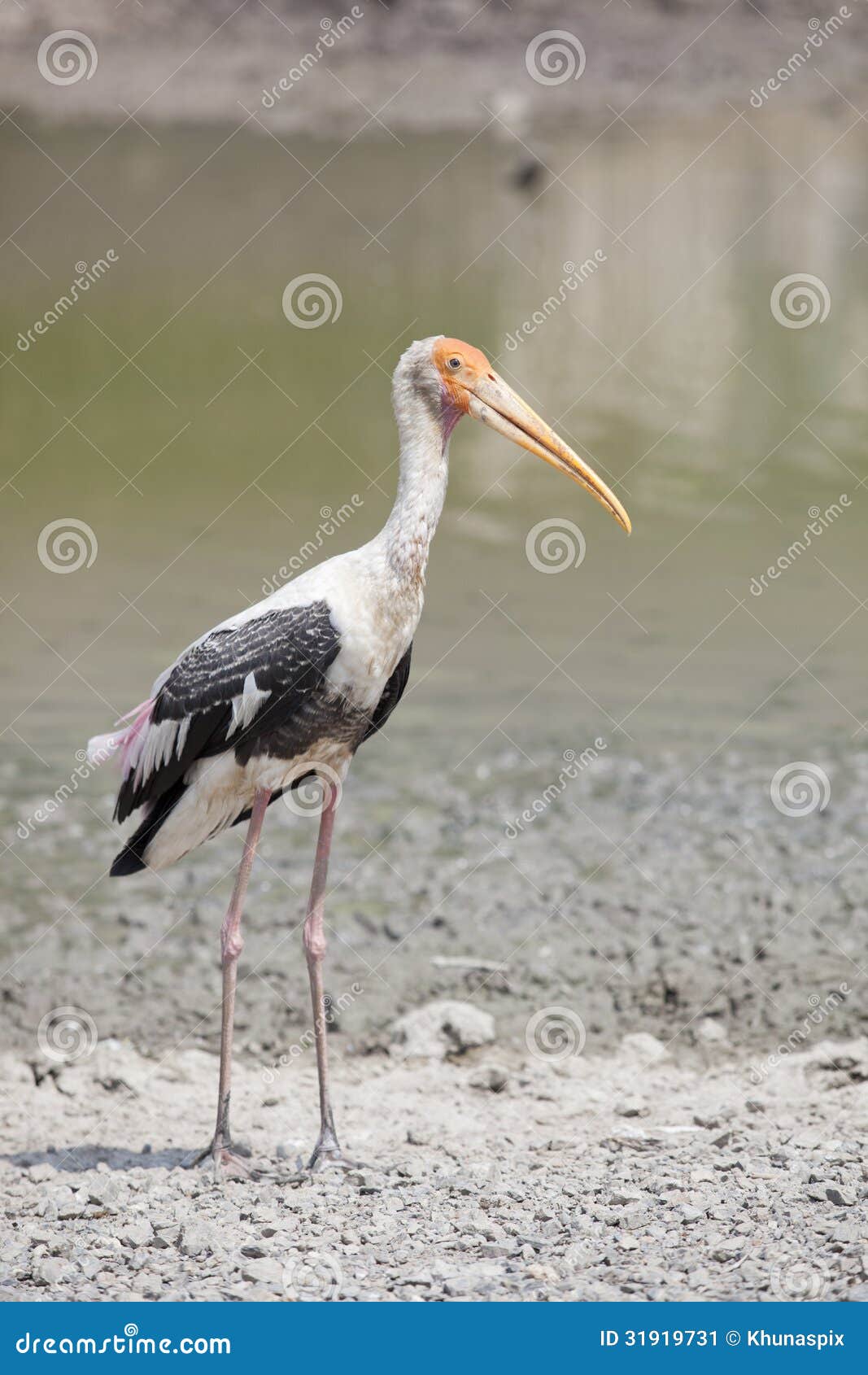Painted Stork Standing in Pool Water Stock Image - Image of animals ...