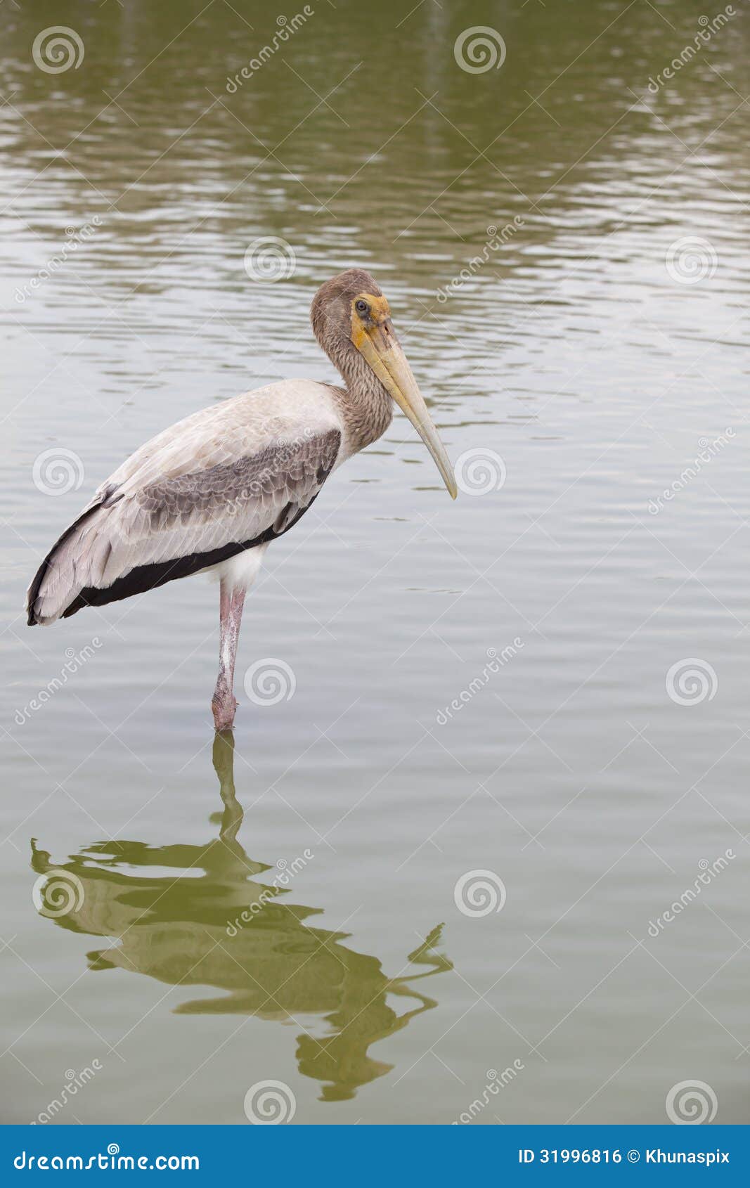 Painted Stork Standing in Pool Water Stock Photo - Image of feeding ...