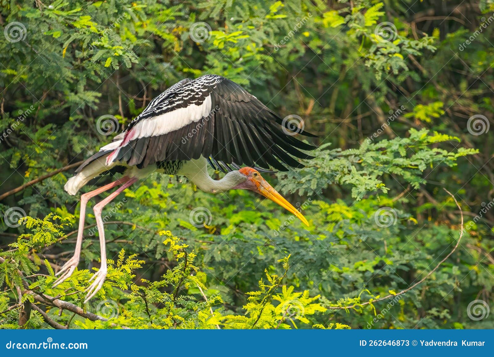 A Painted Stork after Taking Off Stock Image - Image of bird ...