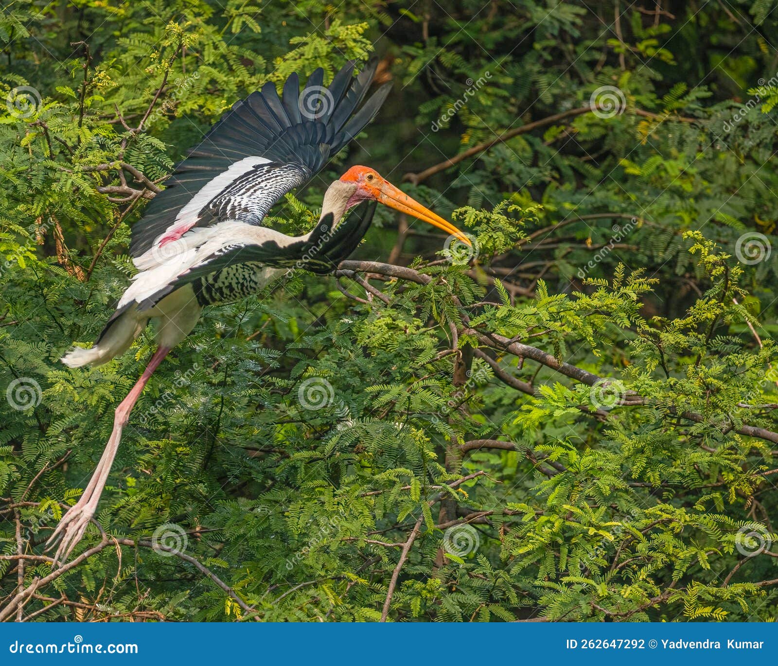 A Painted Stork Taking Off To Fly Stock Photo - Image of building ...