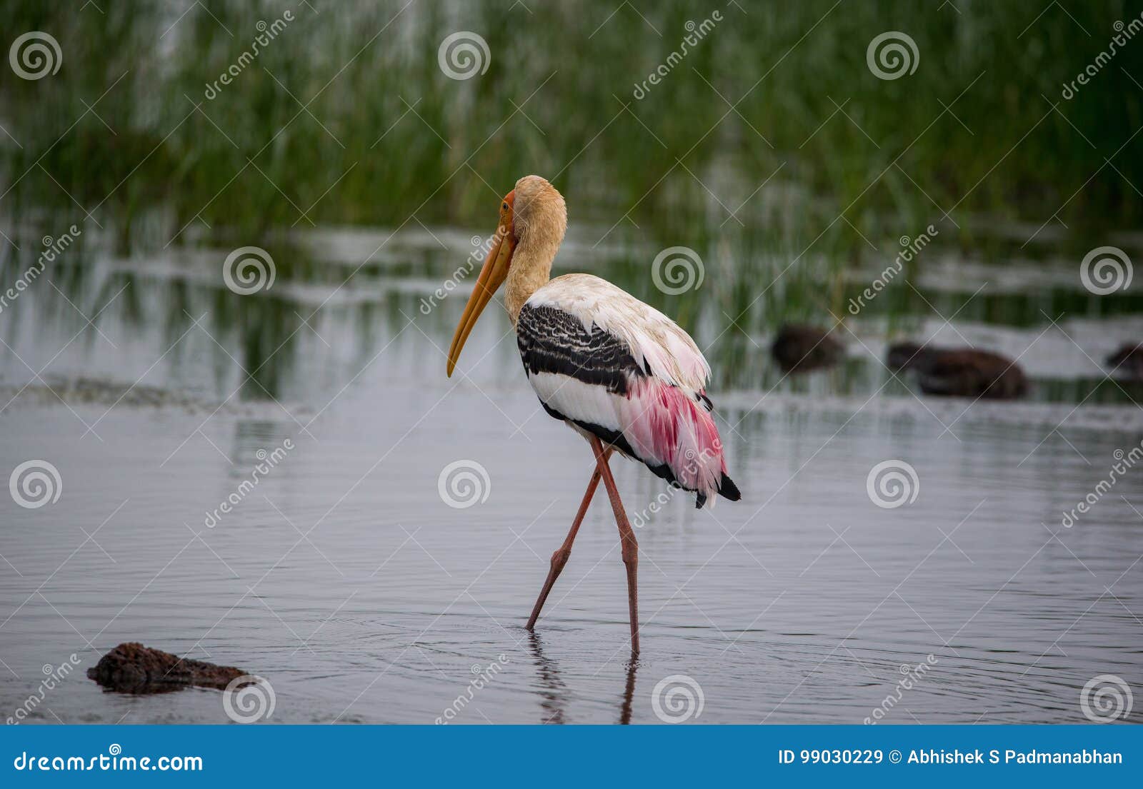 Wading Painted Stork stock image. Image of beautiful - 99030229